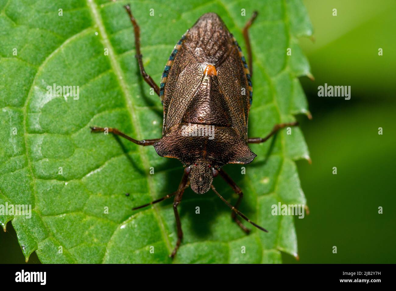 Red legged shield bug hi-res stock photography and images - Alamy