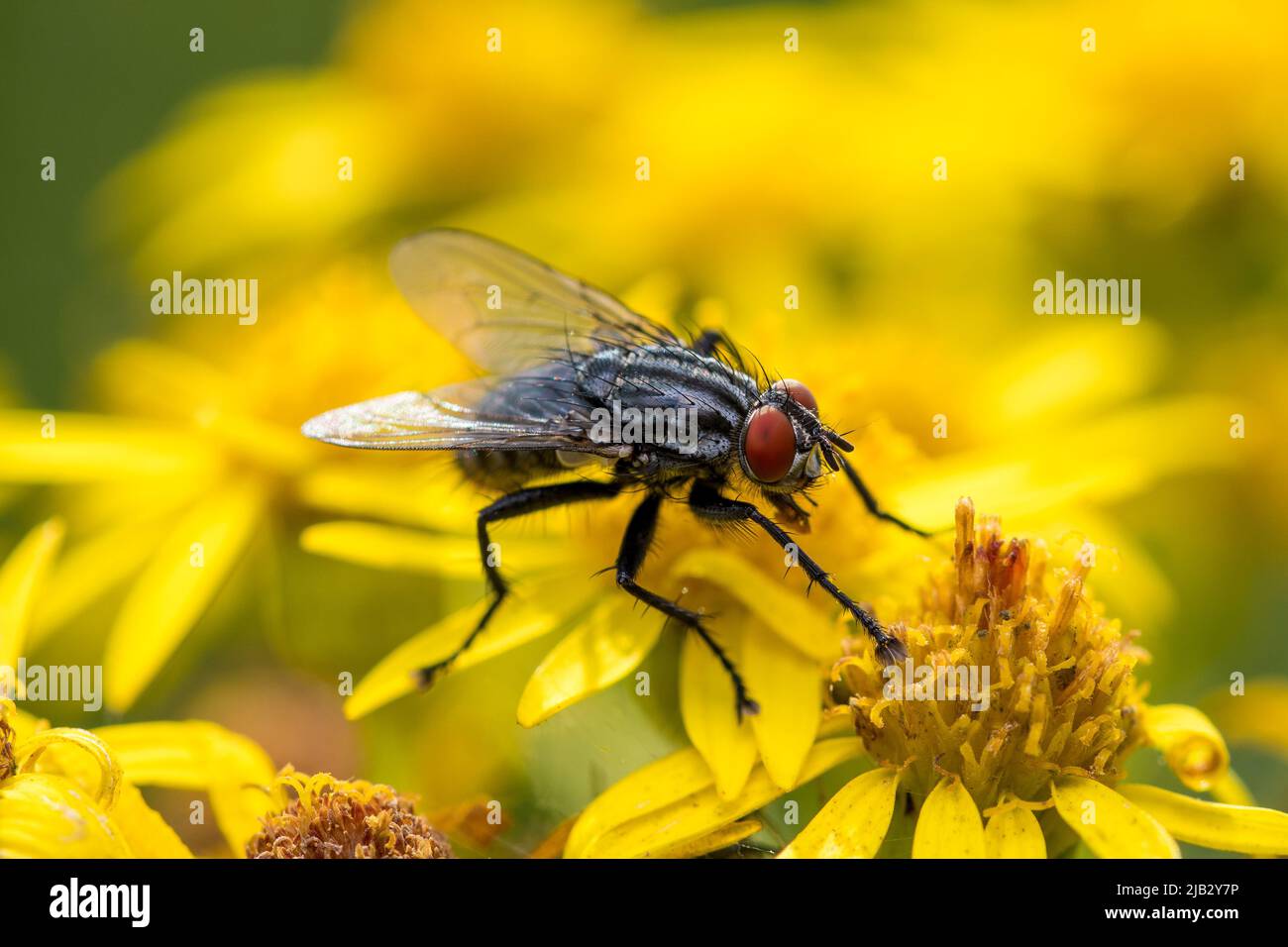 A flesh fly (Sarcophagidae) resting on wildflowers. Taken at Hawthorn ...