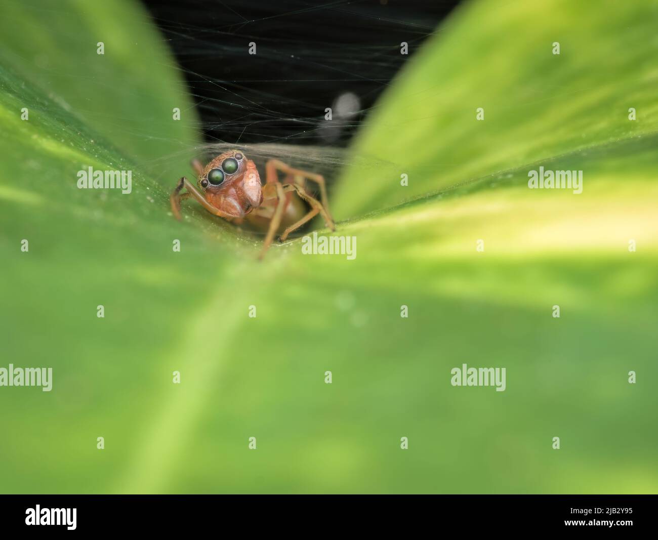 Spider in the nest hi-res stock photography and images - Alamy