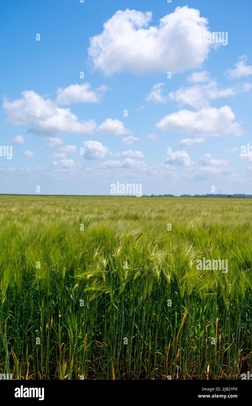 European organic grains, green fields of wheat plants in Pays de Caux ...