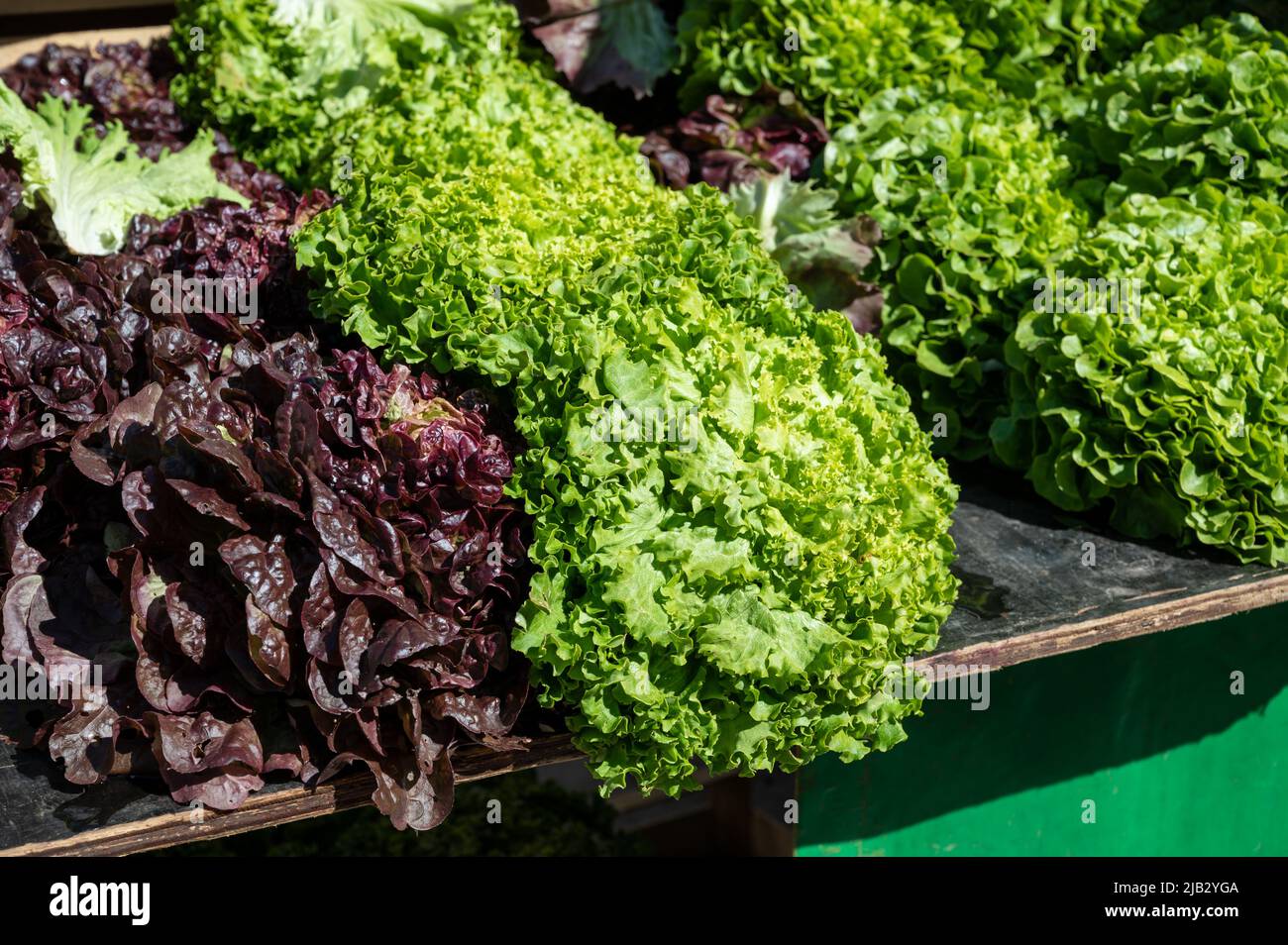 Variety of purple and green leaf lettuce salad for sale on french ...