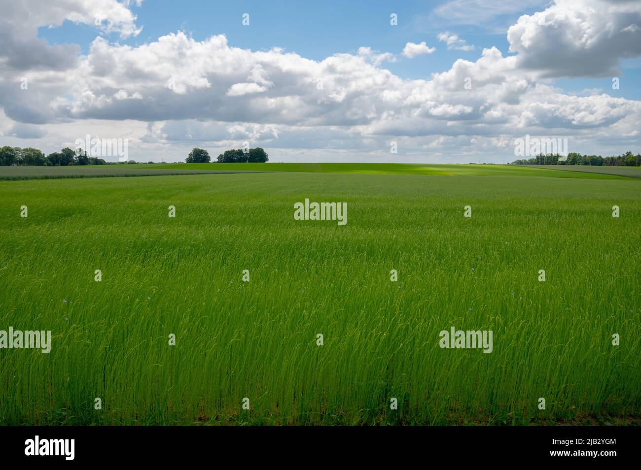 Green fields of flax linen plants in agricultural Pays de Caux region ...