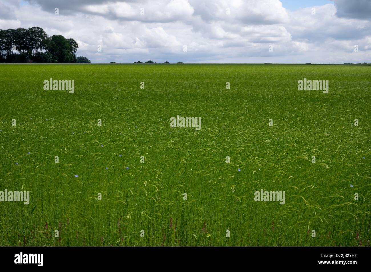Green fields of flax linen plants in agricultural Pays de Caux region ...