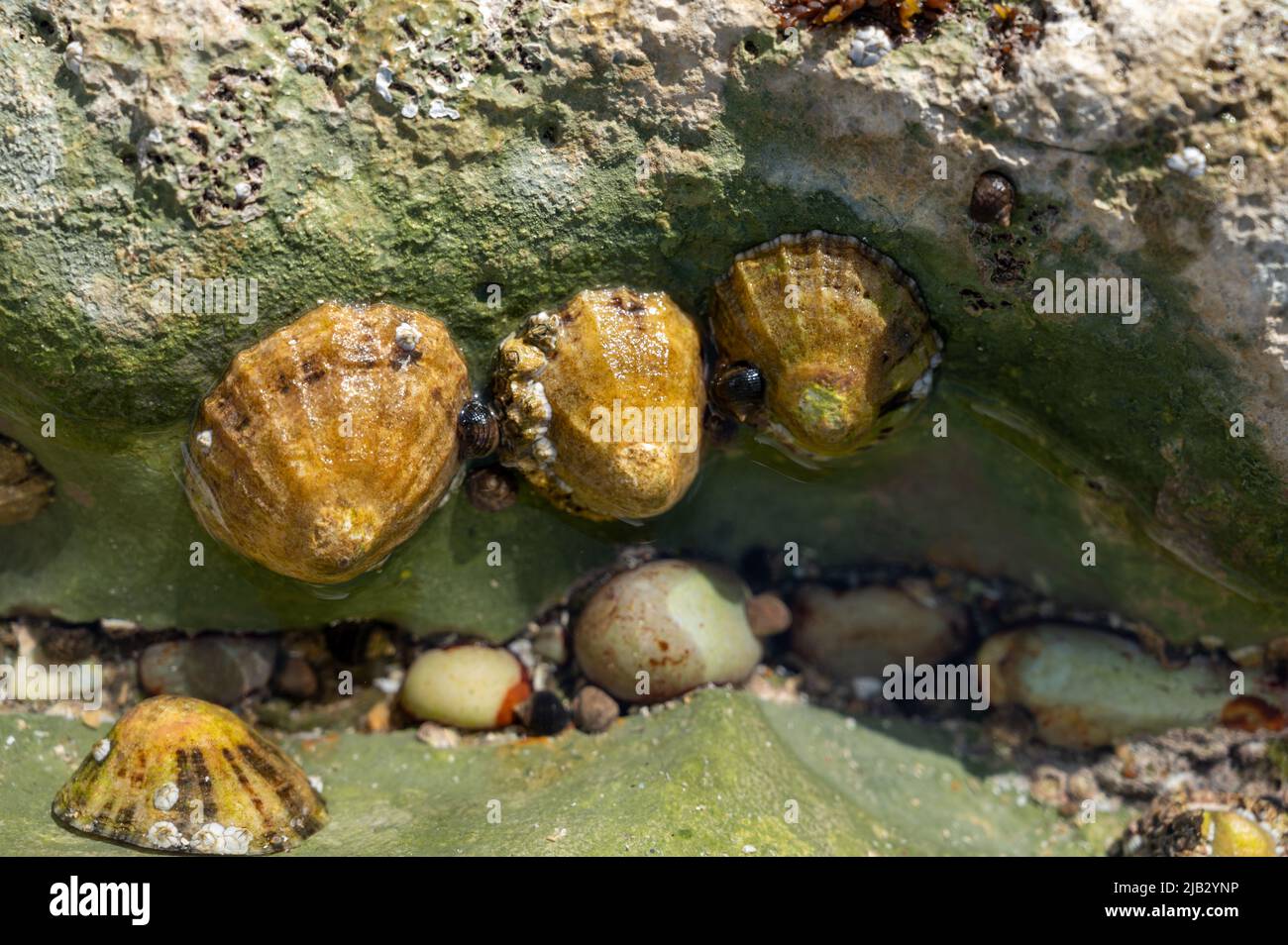 Edible sea water molluscs Patella caerulea, species of limpet in family ...