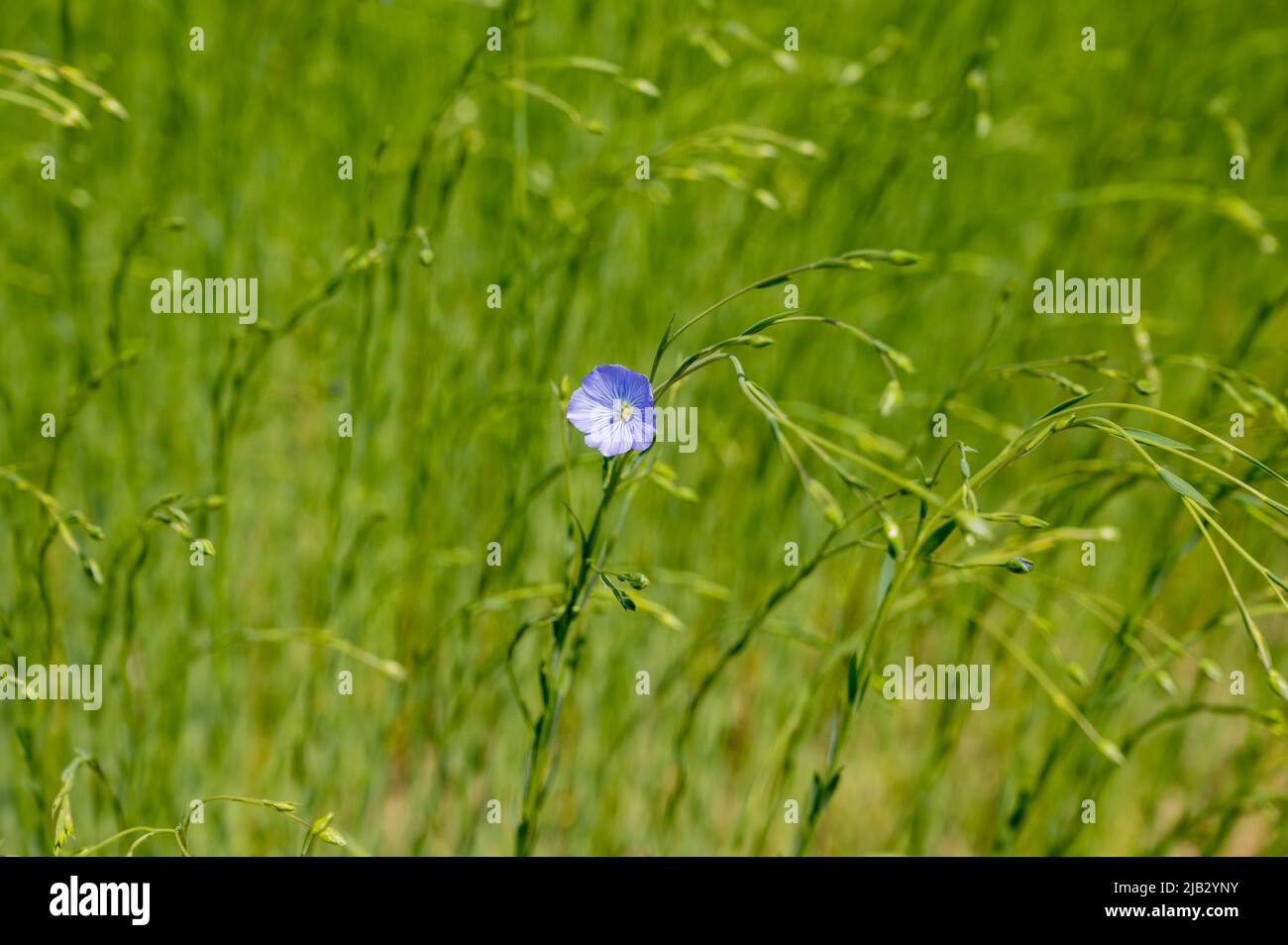 Green fields of flax linen plants in agricultural Pays de Caux region ...