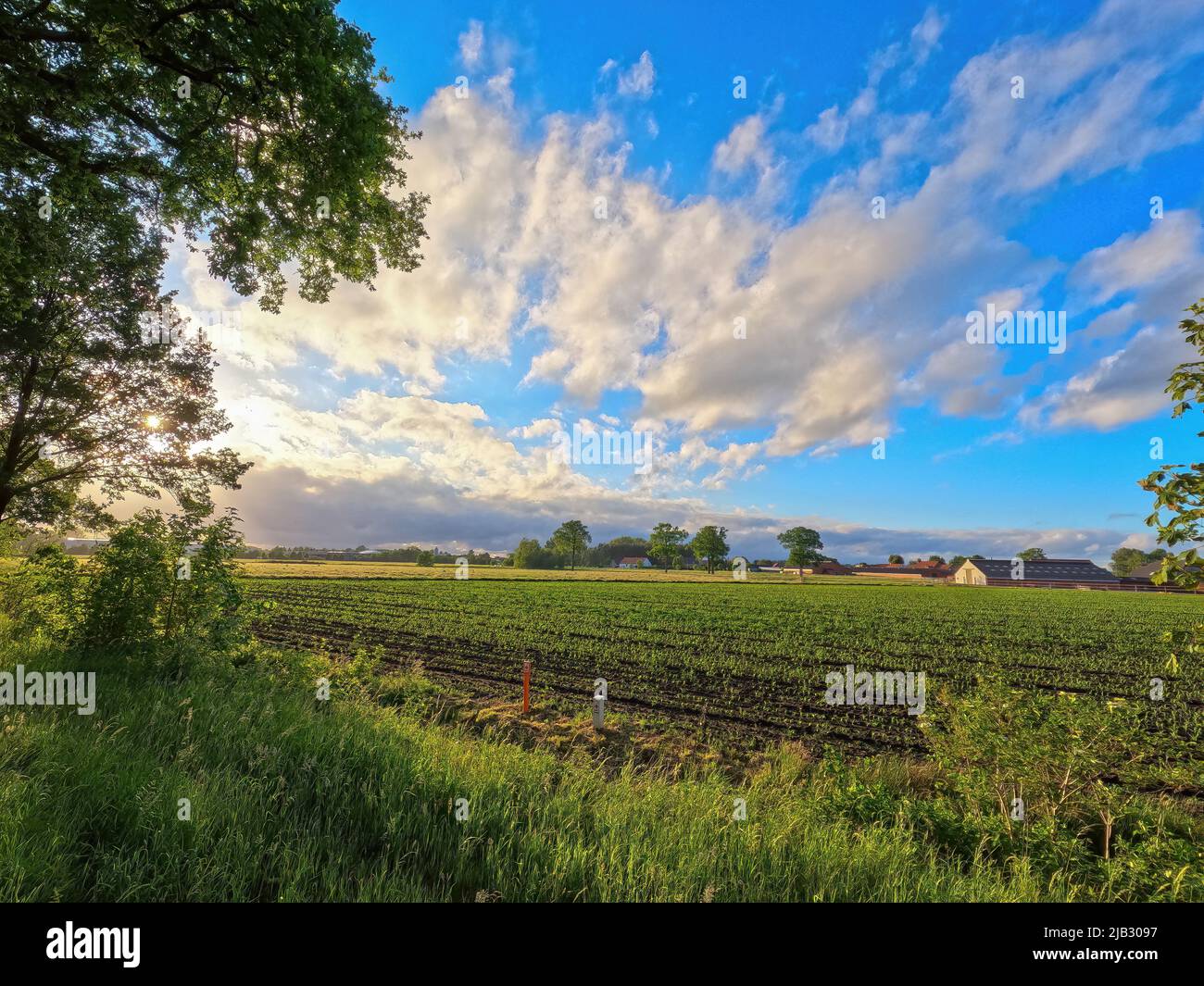Summer landscape with green farm field and forest in the distance ...
