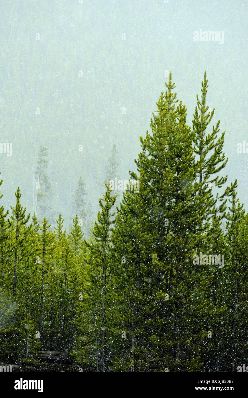 Pine trees in forest wilderness during snow storm blizzard falling ...