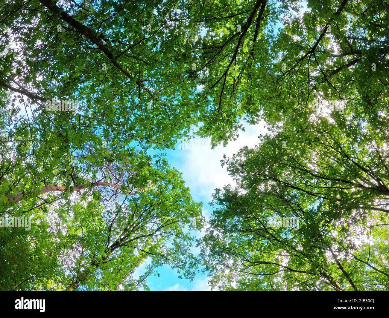 green flowering trees stand in a circle in the park, St. Petersburg ...