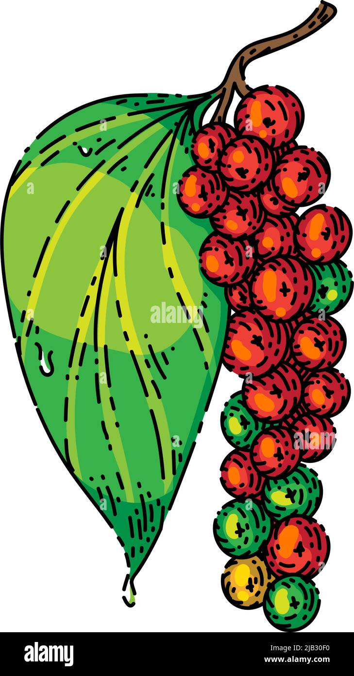 peppercorn pepper branch sketch hand drawn vector Stock Vector Image ...