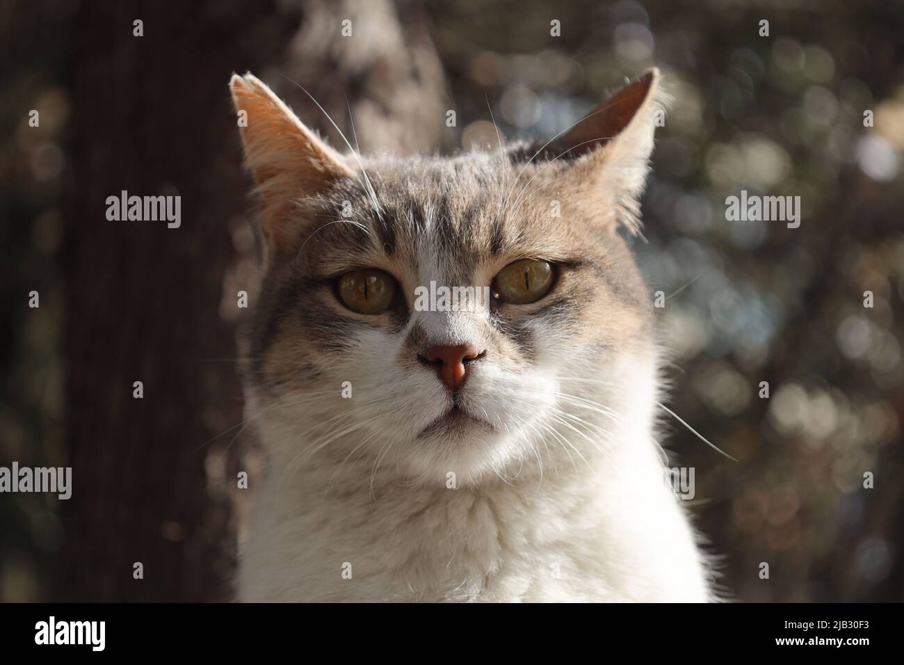 portrait of lonely and beautiful stray cat Stock Photo - Alamy