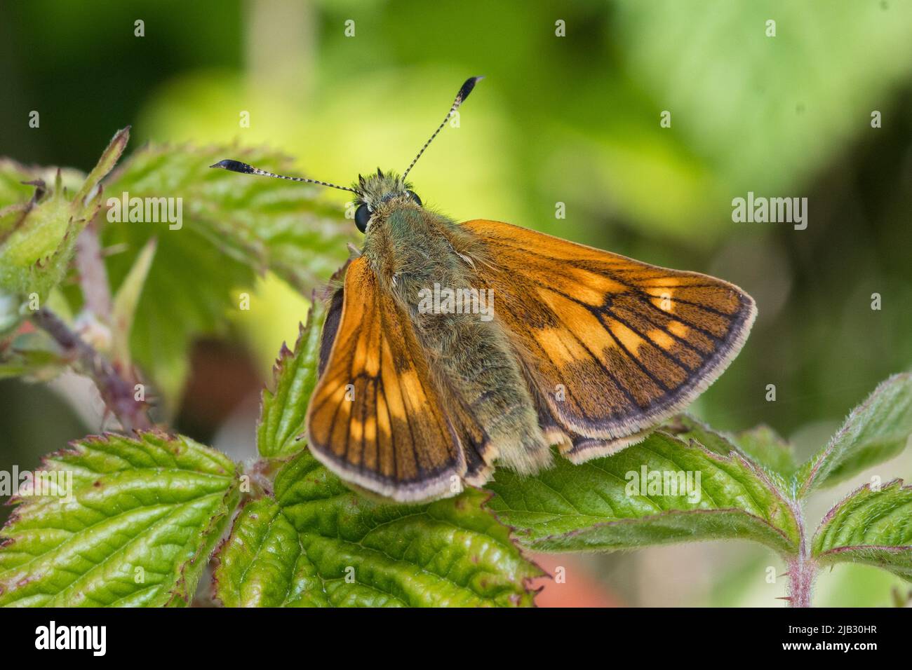 A large skipper butterfly (Ochlodes sylvanus) at Tunstall Hills nature ...