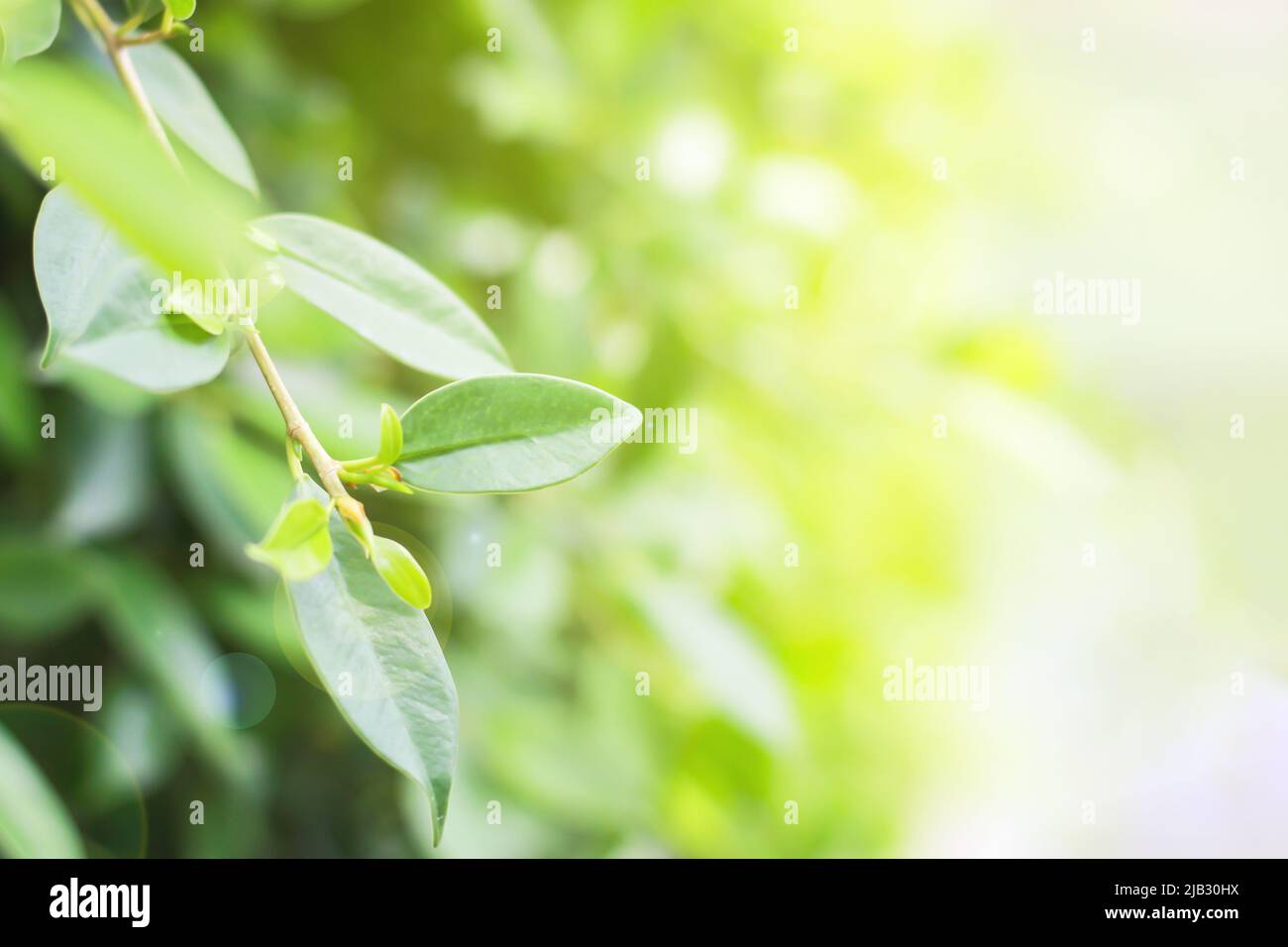 Background blur photo, morning leaves used for background Stock Photo ...