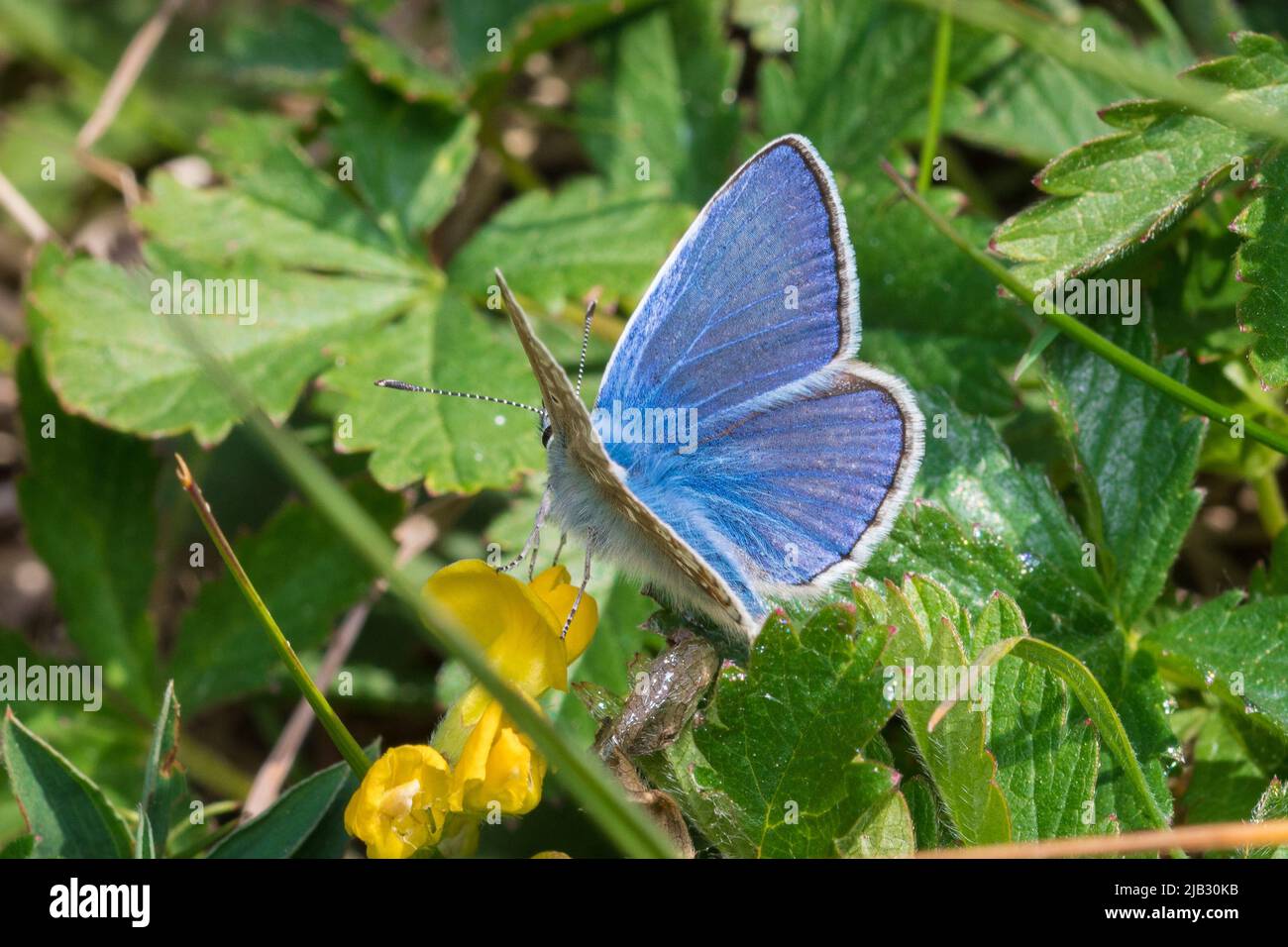 A common blue butterfly (Polyommatus icarus) at Tunstall Hills nature ...