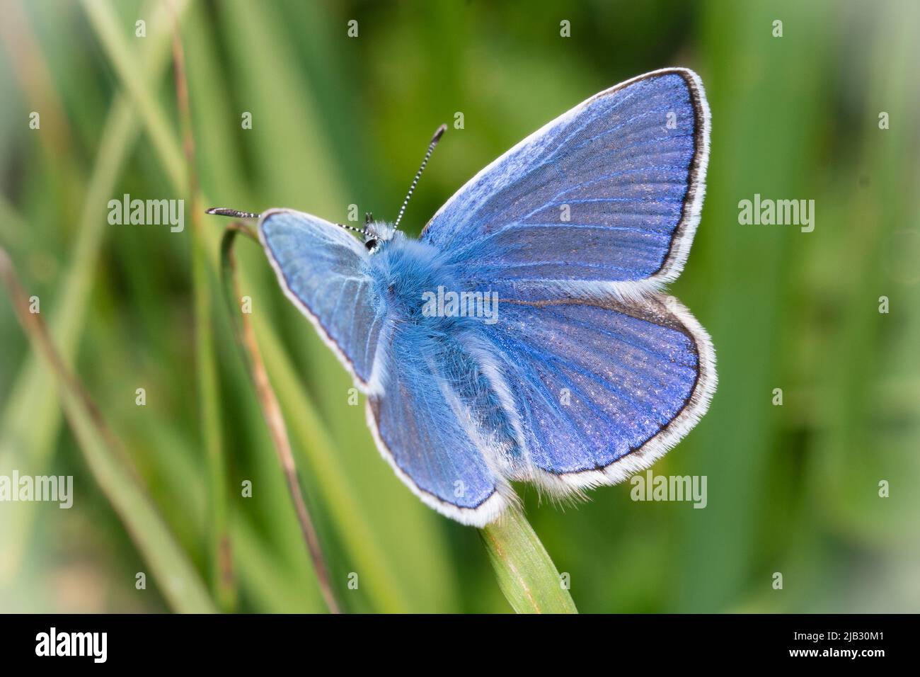 A common blue butterfly (Polyommatus icarus) at Tunstall Hills nature ...
