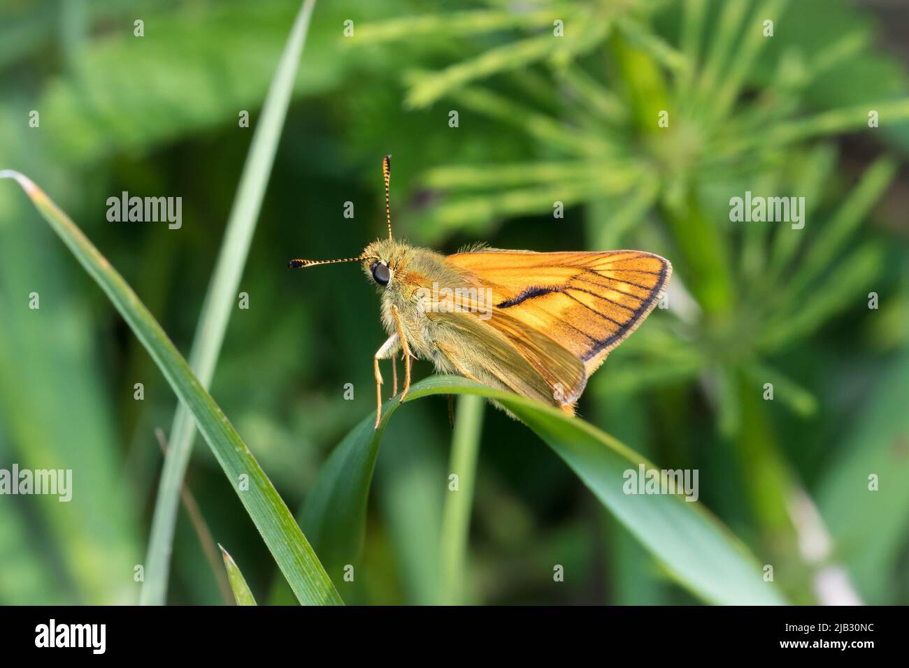 A large skipper butterfly (Ochlodes sylvanus) at Tunstall Hills nature ...