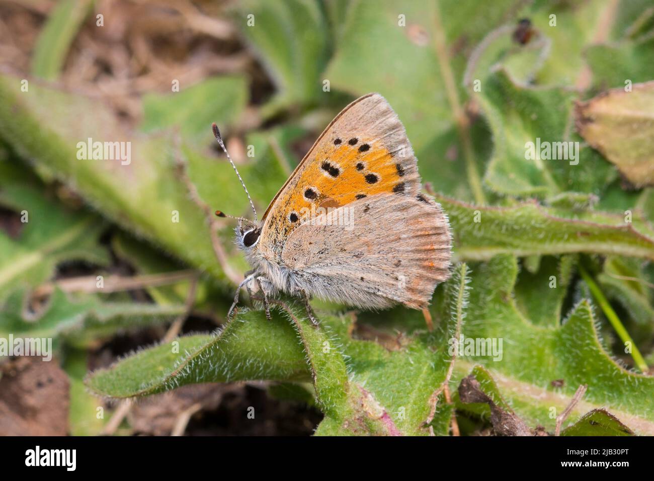 A small copper butterfly (Lycaena phlaeas) at Tunstall Hills nature ...