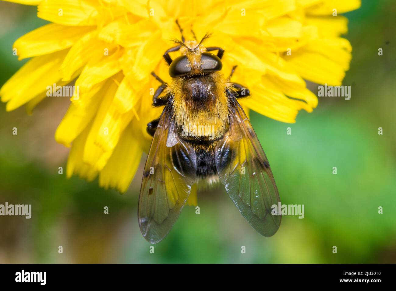 A bee mimicking hoverfly (Volucella bombylans, var plumata ...