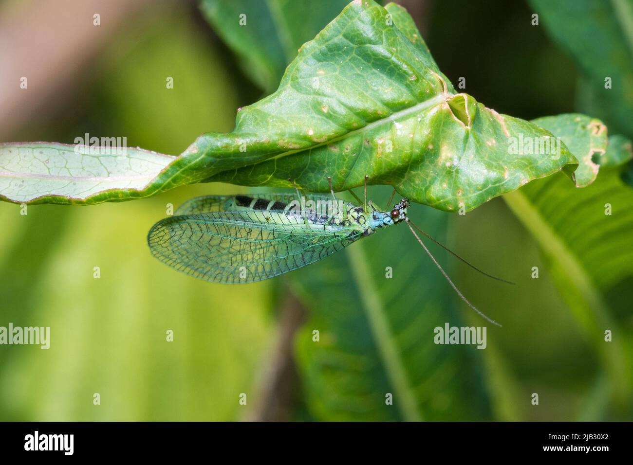 A lacewing (Chrysopa perla?) perching on leaves. Taken at Tunstall ...
