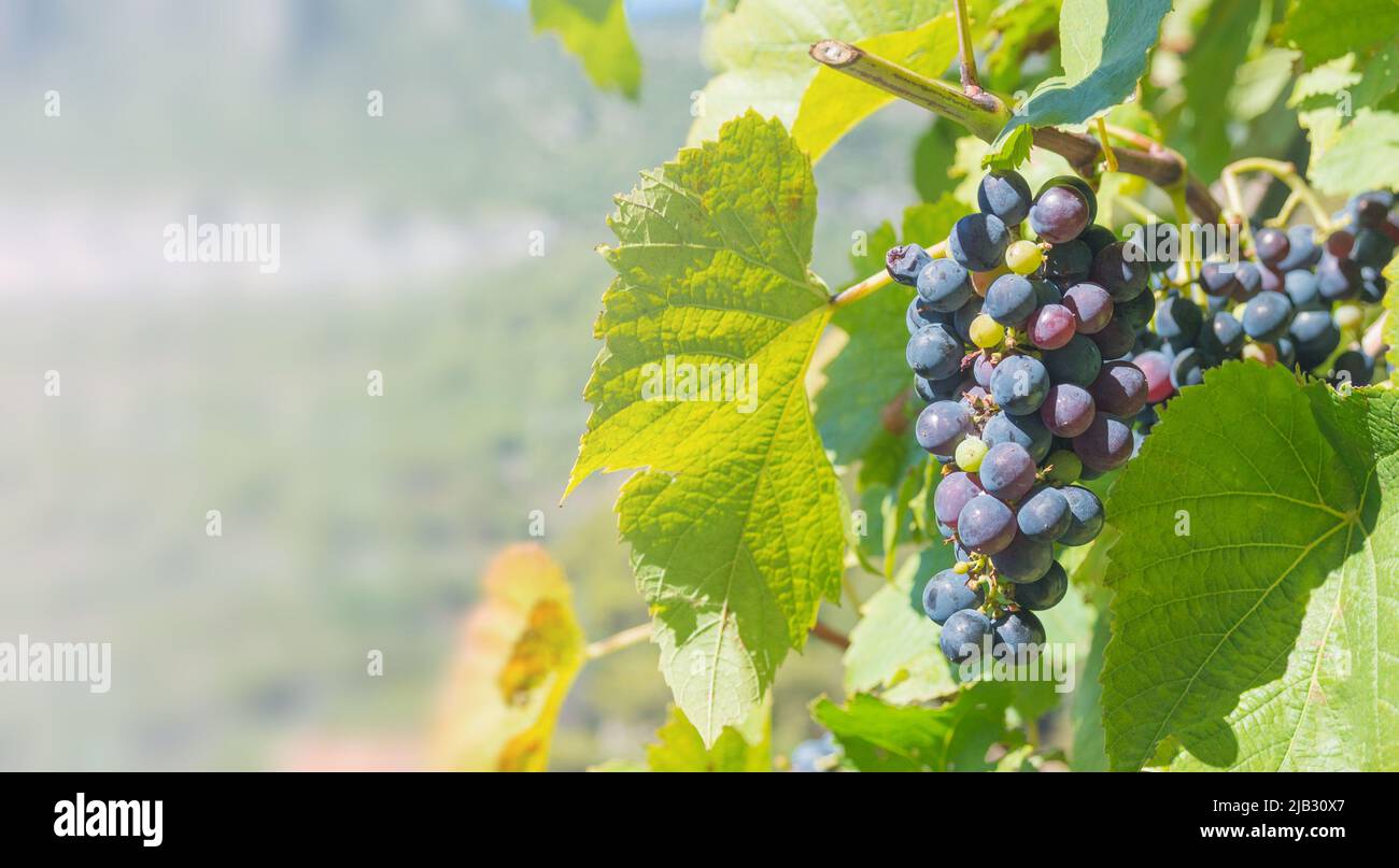 Grapes farming sun hi-res stock photography and images - Alamy