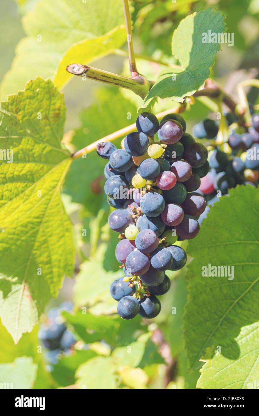 Grapes farming sun hi-res stock photography and images - Alamy