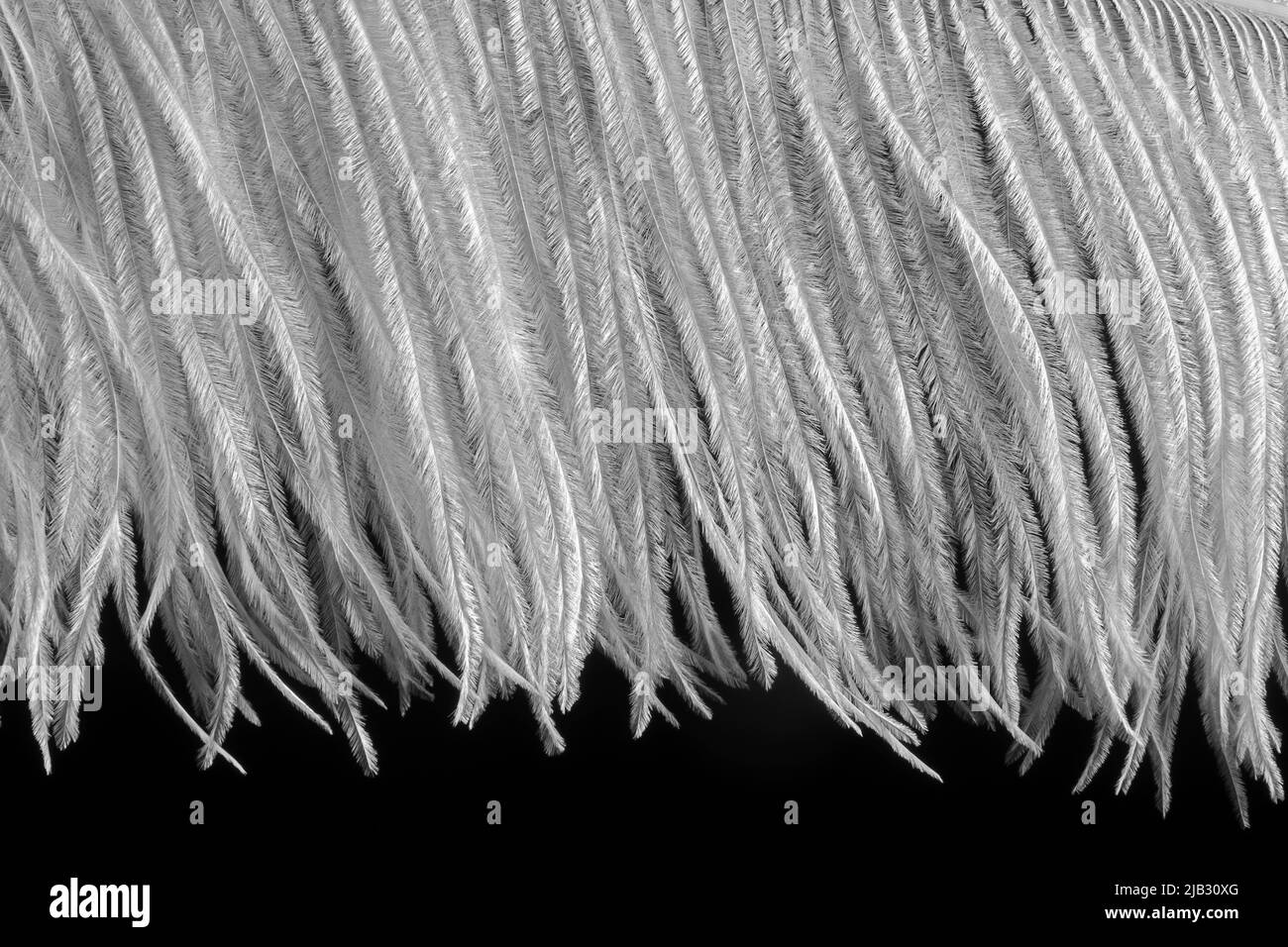 Soft down feathers Black and White Stock Photos & Images - Alamy