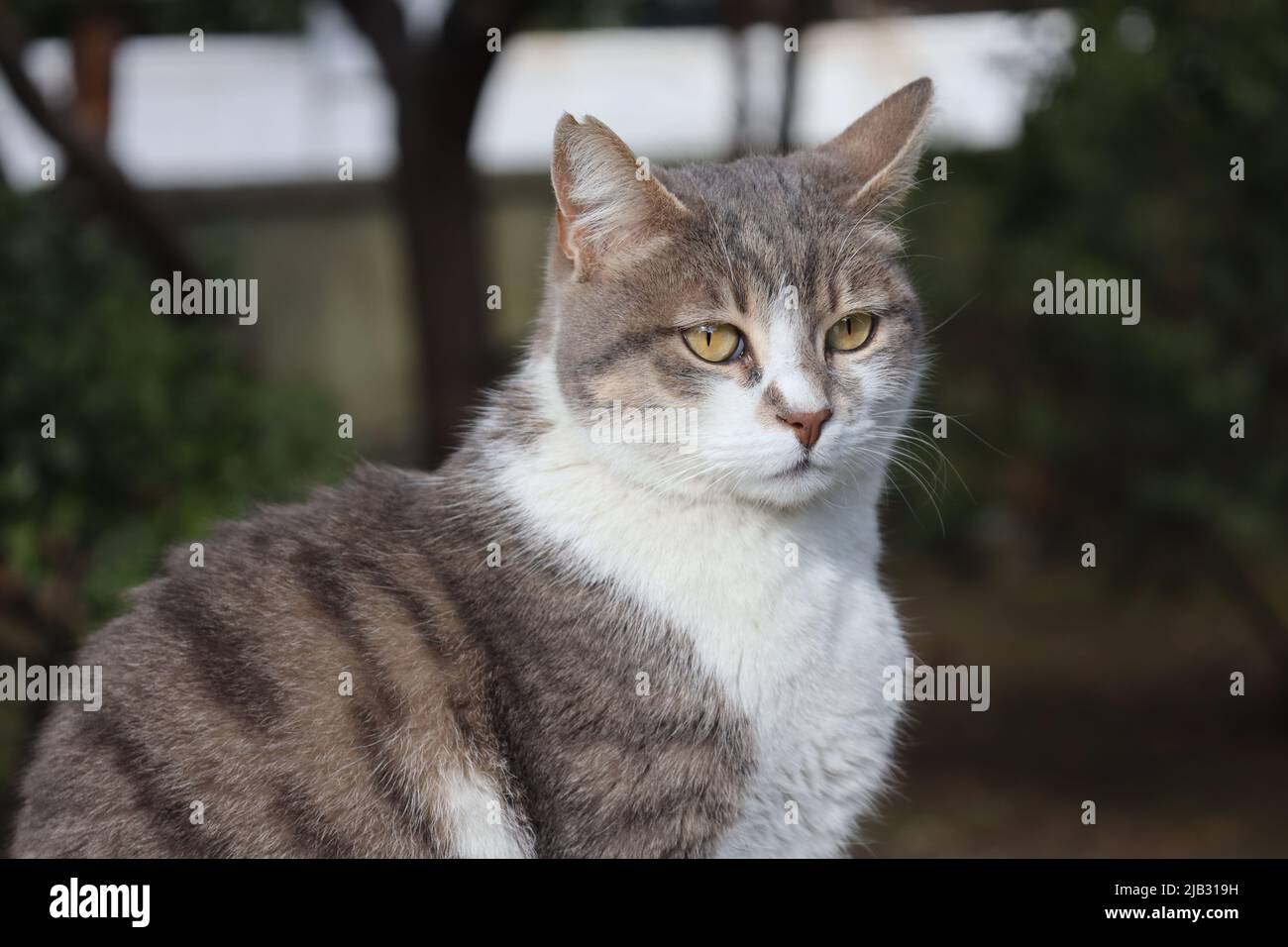 Amazing Cat Photography