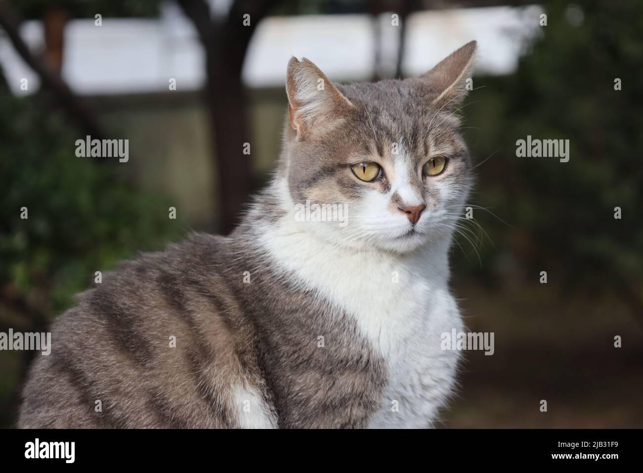 portrait of lonely and beautiful stray cat Stock Photo - Alamy