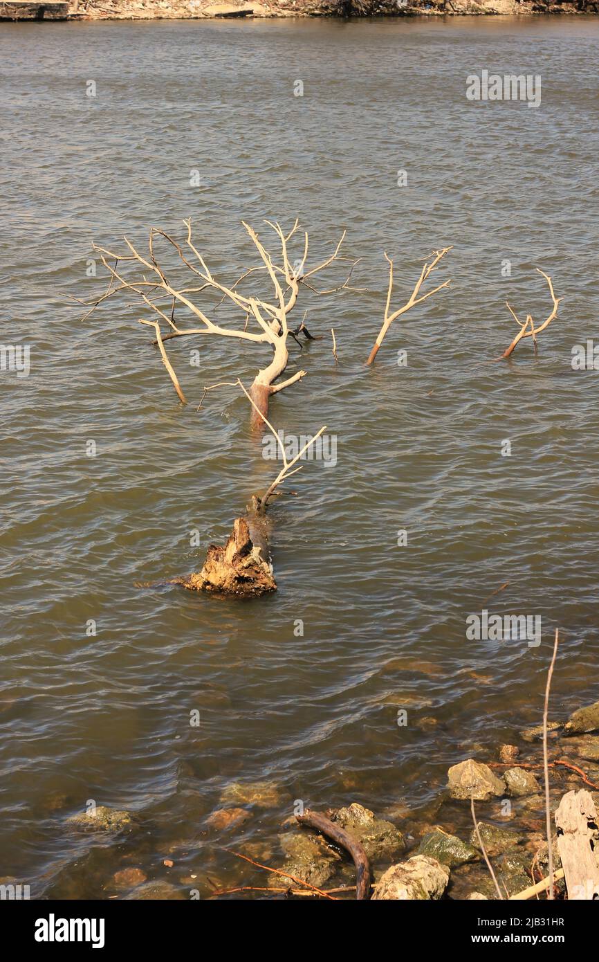 A log of deadwood floating in the river Stock Photo - Alamy