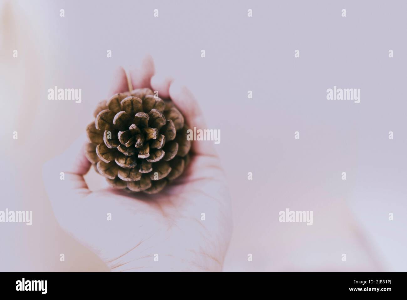 Hand holding small pine cone Stock Photo - Alamy