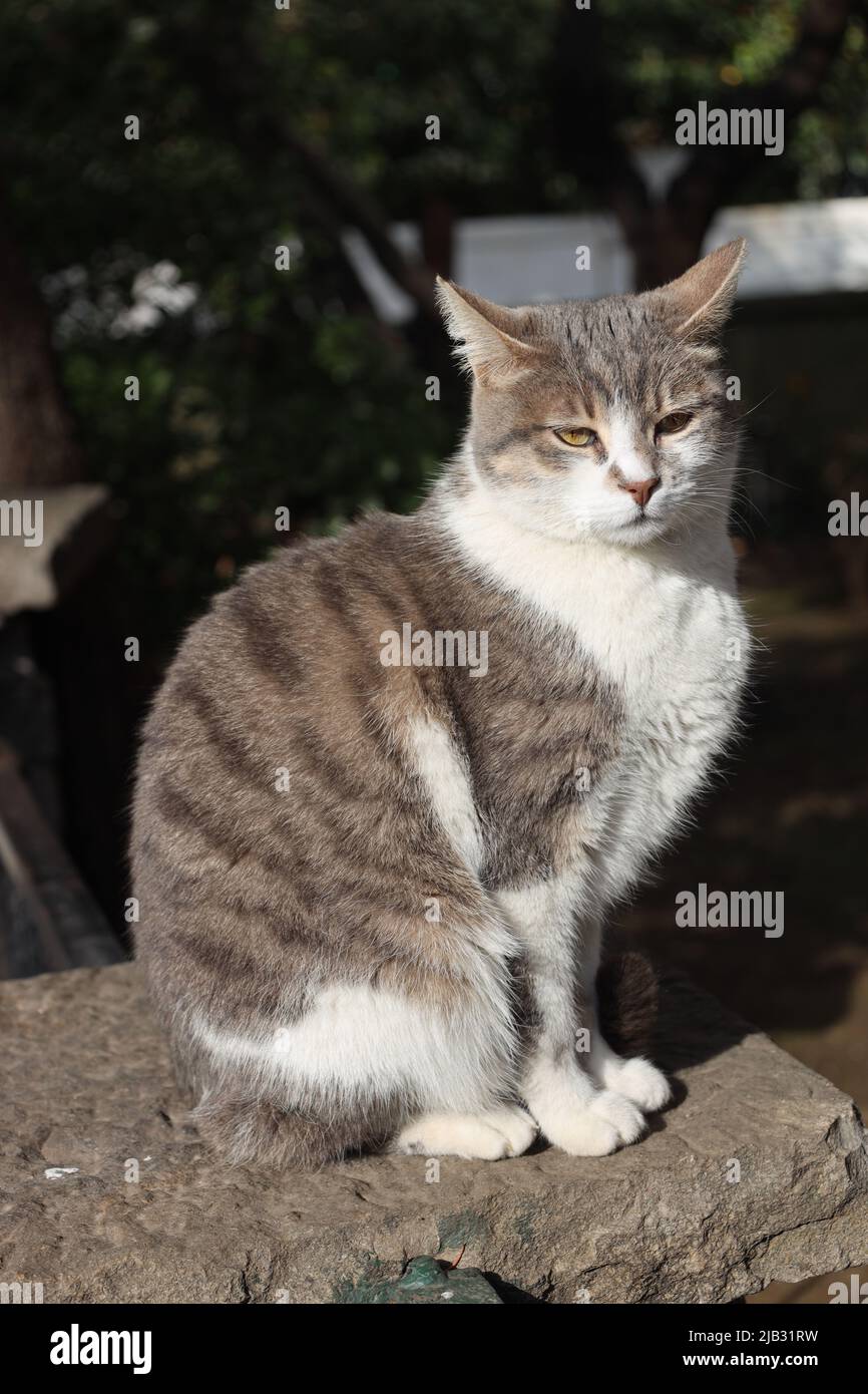 Perfect cats face hi-res stock photography and images - Alamy