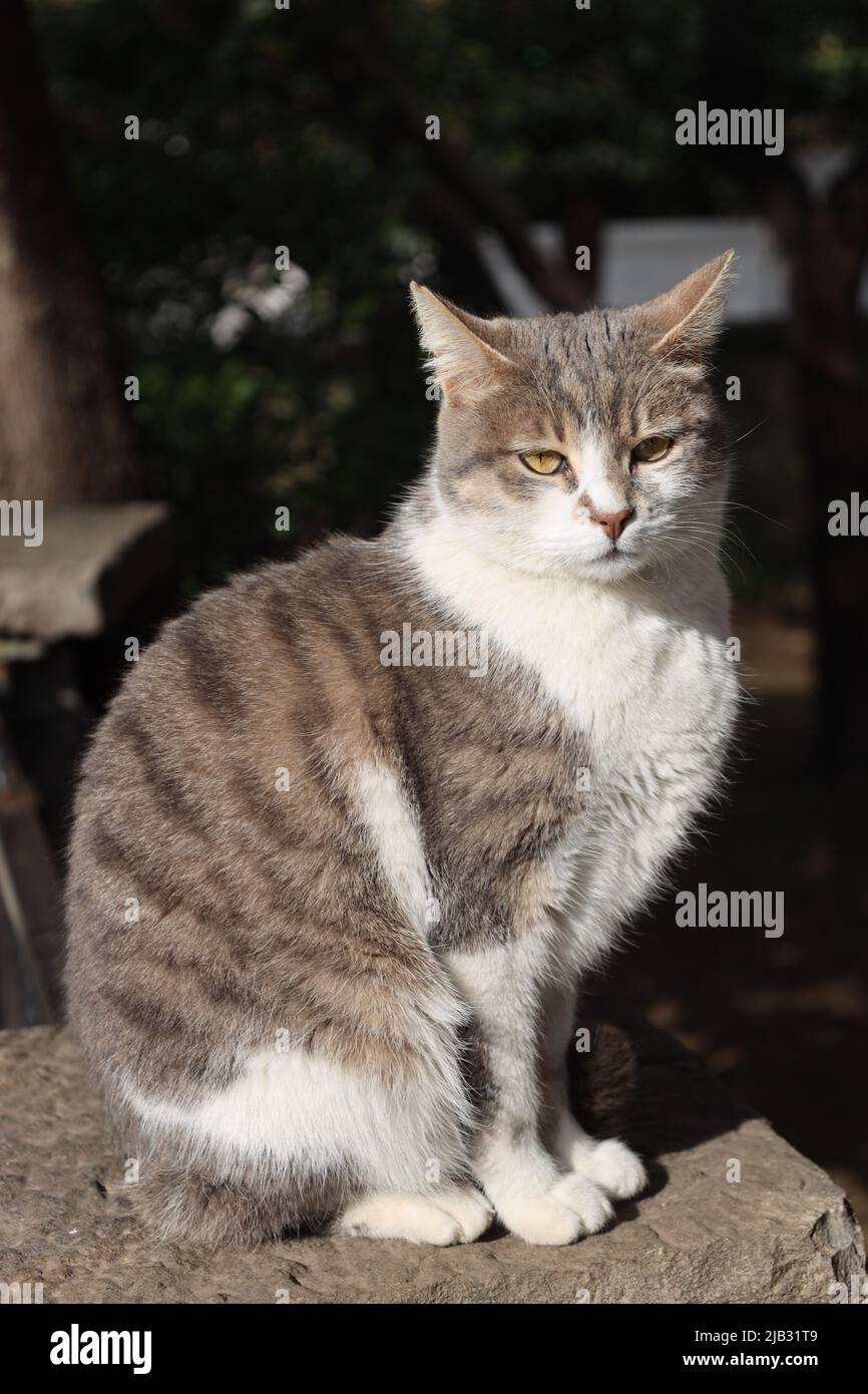 lonely and beautiful stray cat Stock Photo - Alamy