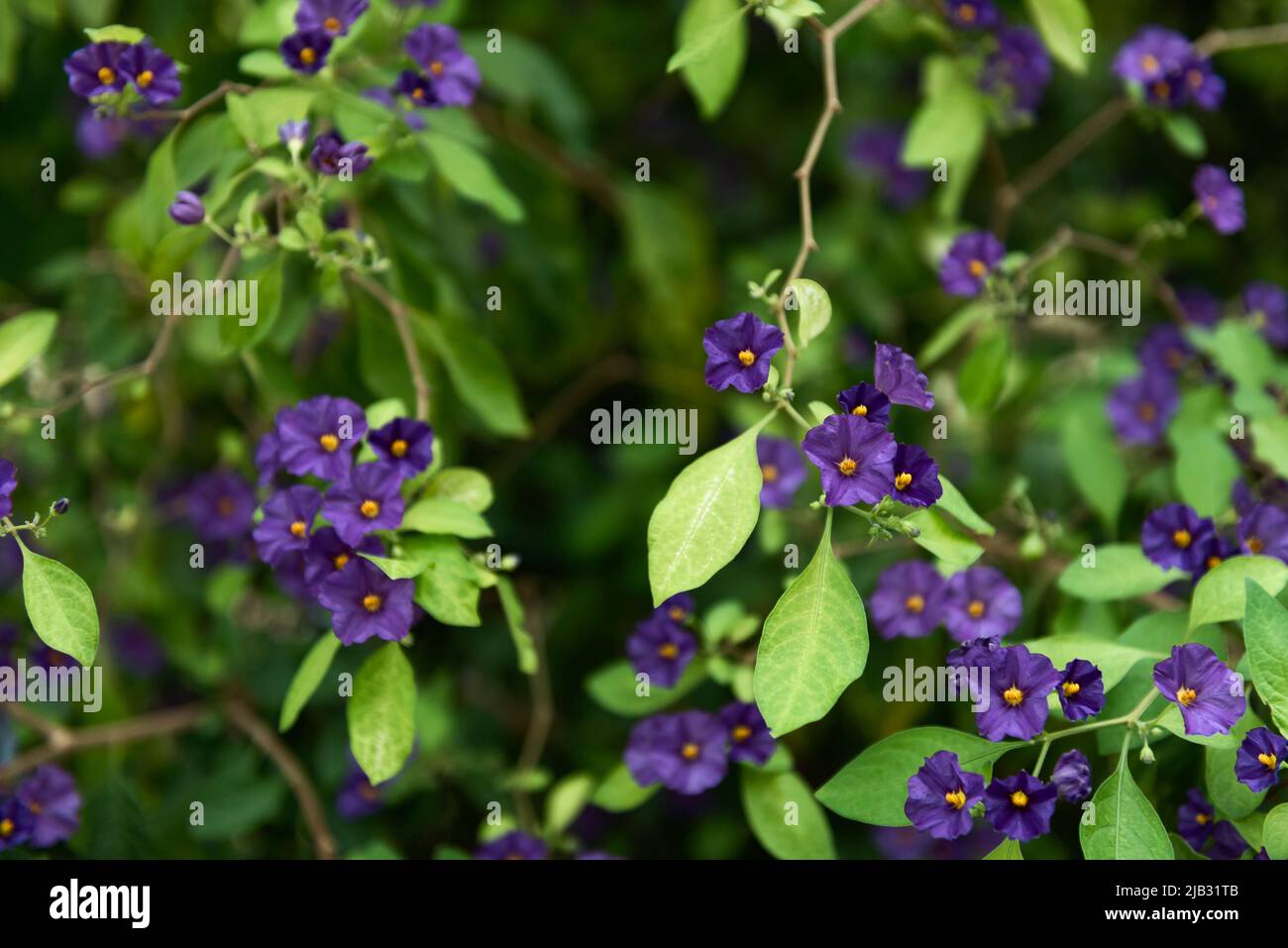 Blue potato bush - Lycianthes rantonnetii Stock Photo - Alamy