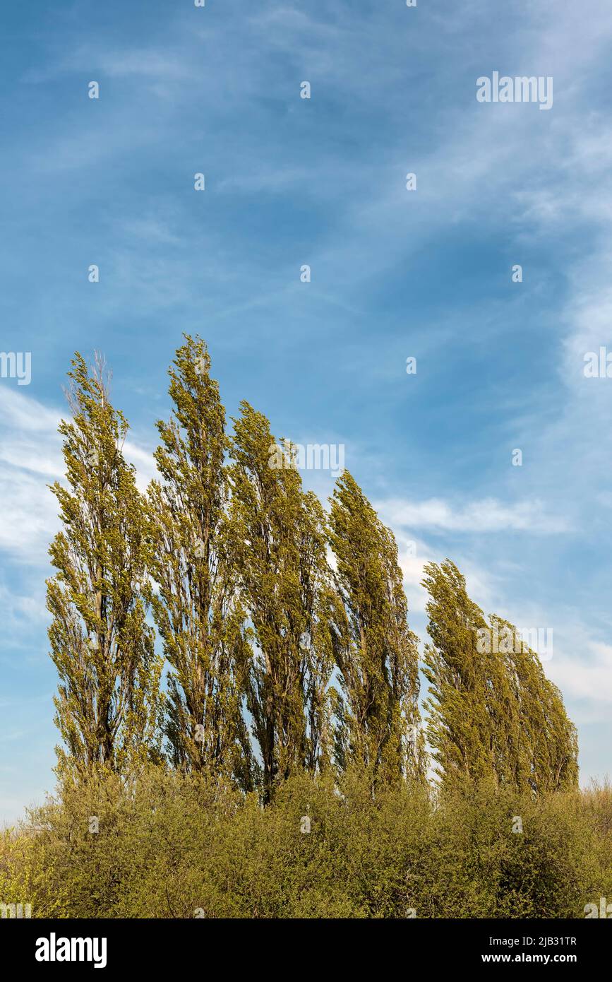 Poplar trees side by side Stock Photo - Alamy