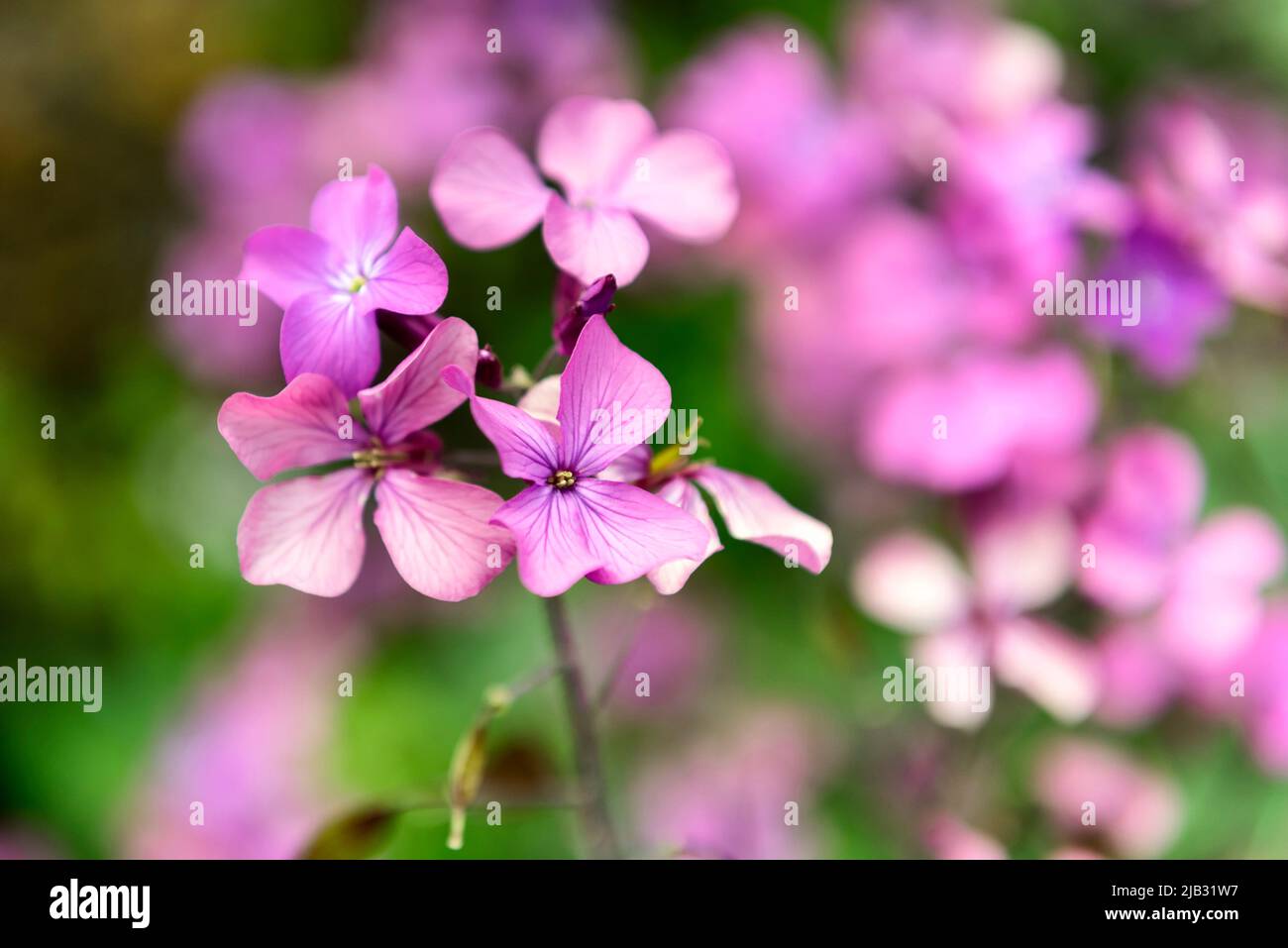 Honesty flower hi-res stock photography and images - Alamy