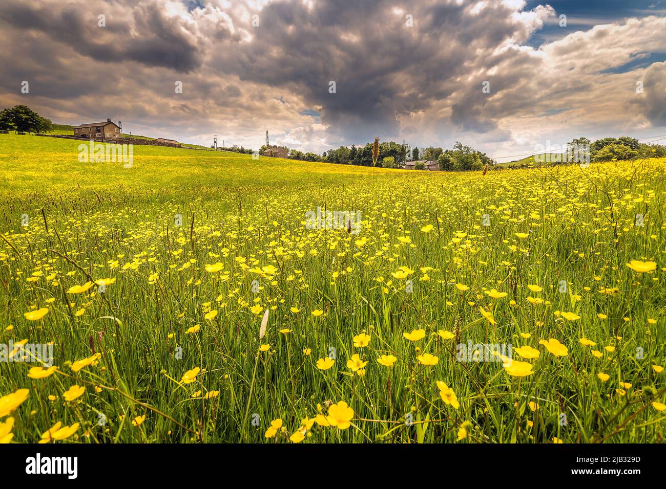 Buttercup field at Golden Spot Stock Photo - Alamy