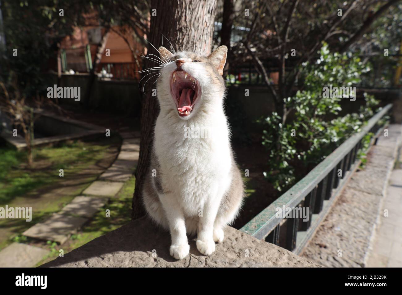 Cute yawning cat Stock Photo - Alamy