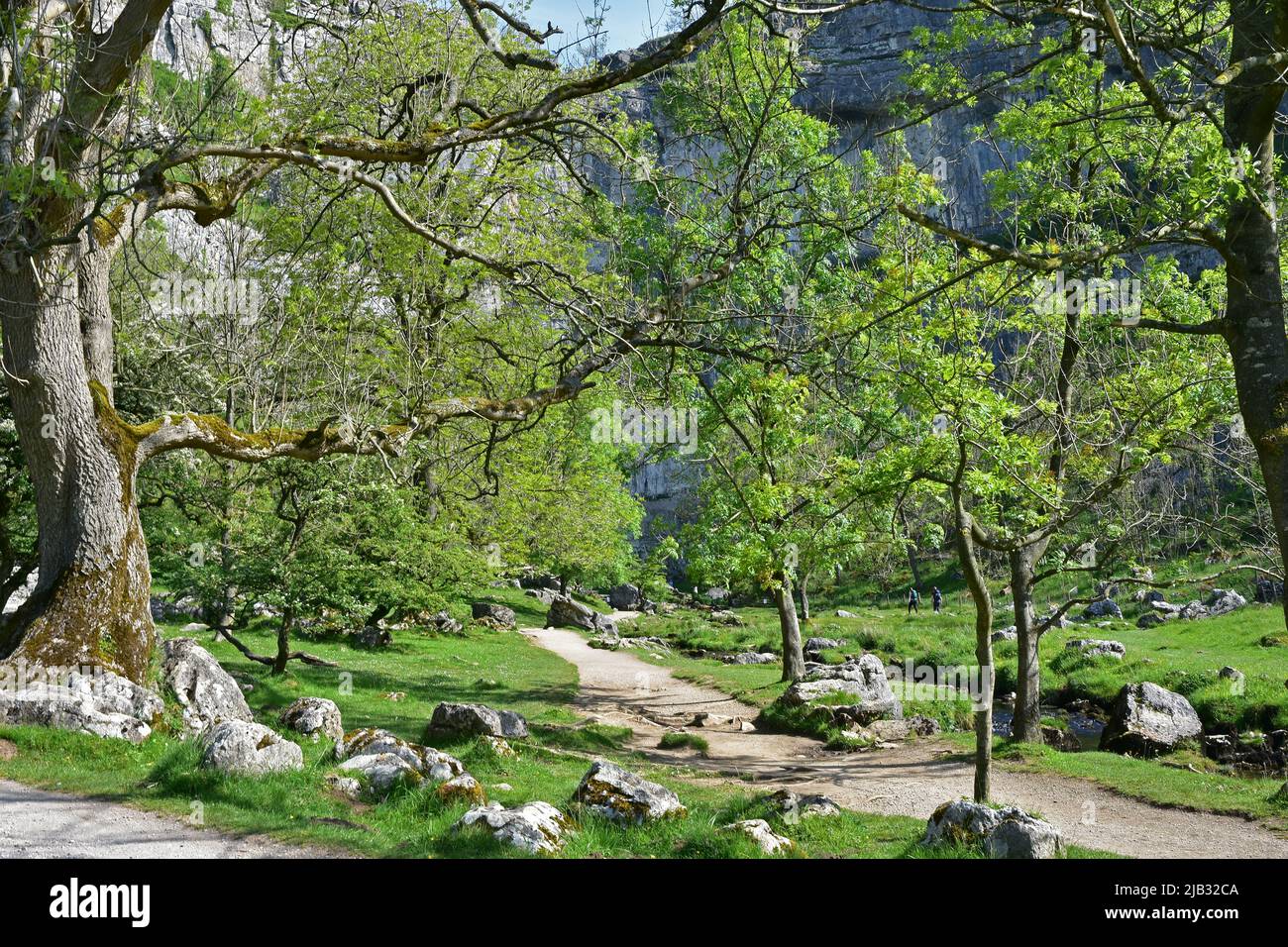 Malham Cove, trees at the base, Malham, Yorkshire Dales in Summer Stock ...
