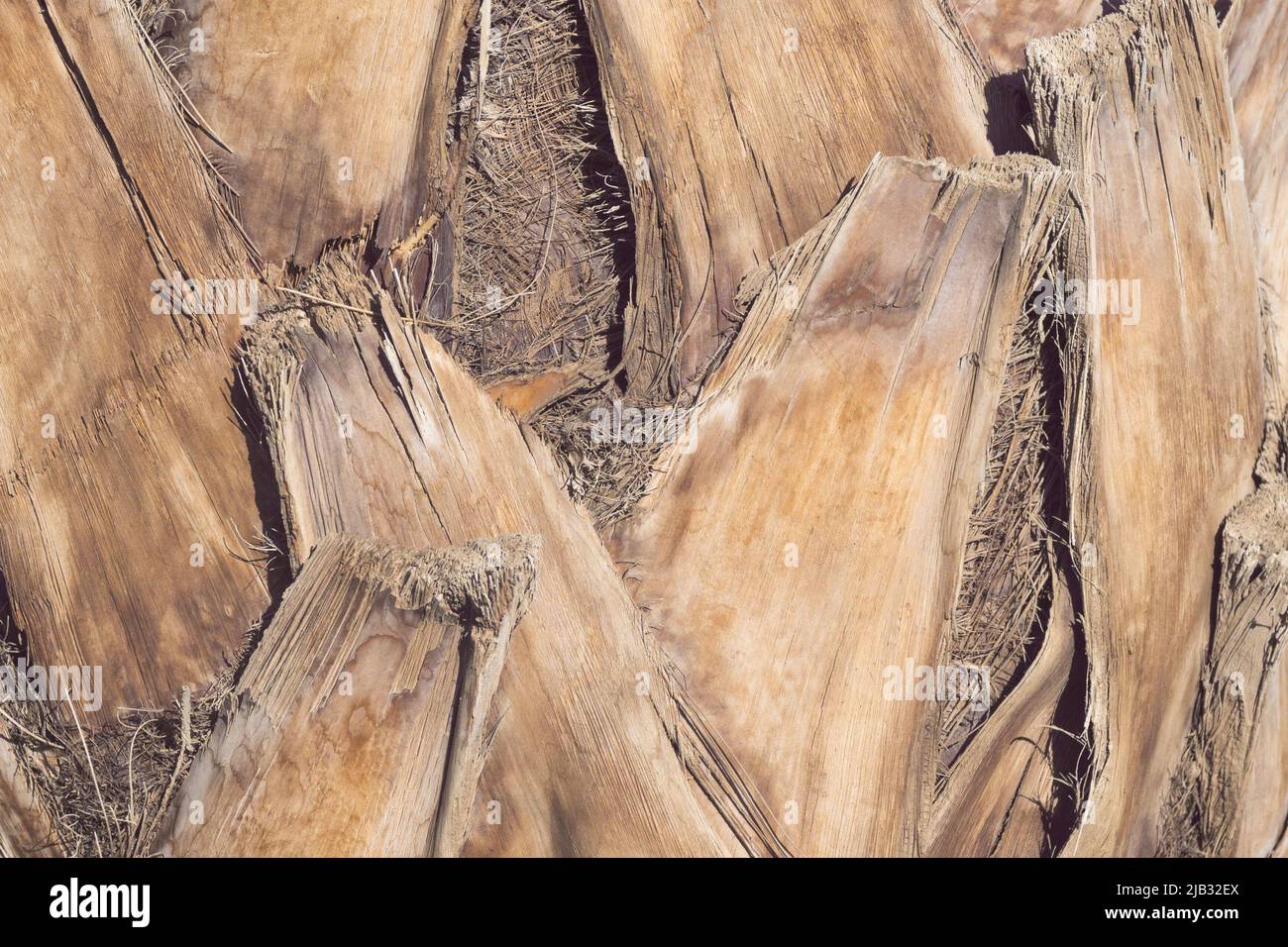 Old cracked bark of a palm tree close-up. Natural texture background ...