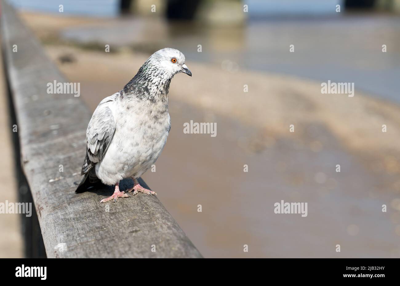 Grey white pigeon hi-res stock photography and images - Alamy