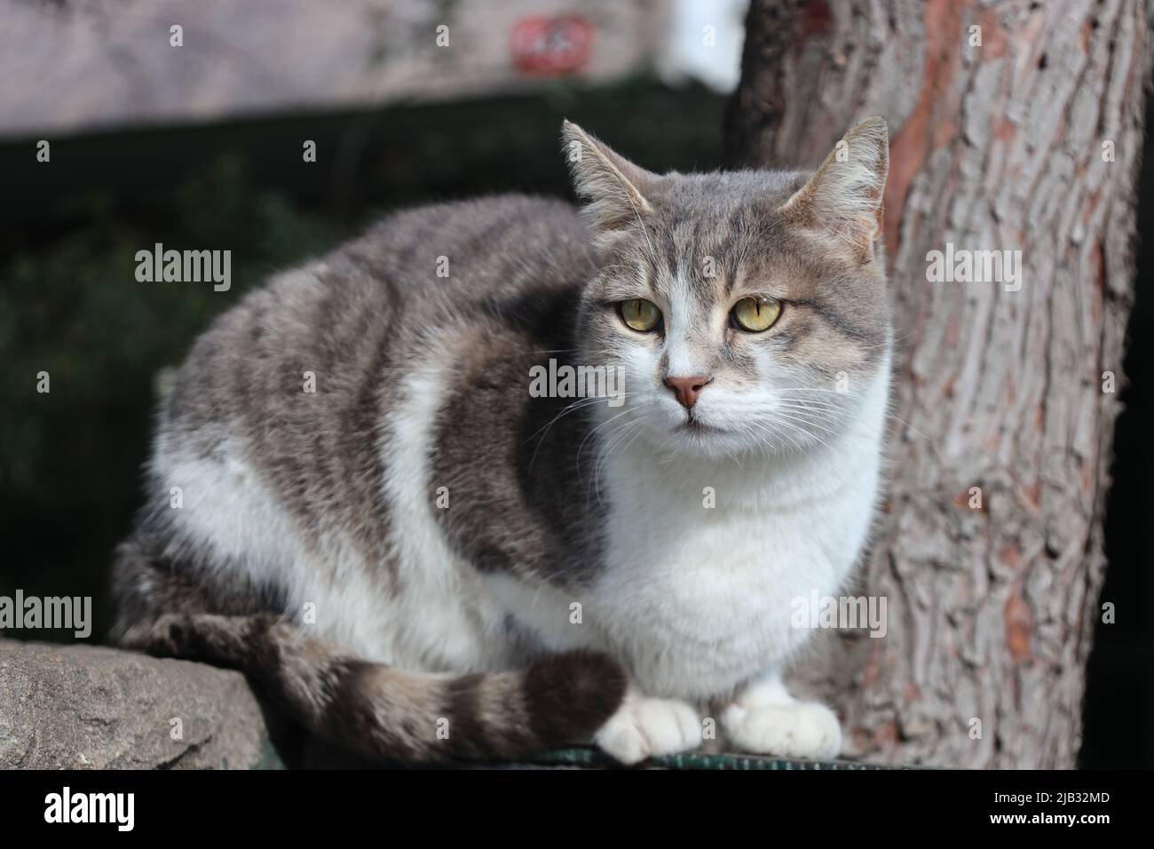 Beautiful stray cat hi-res stock photography and images - Alamy