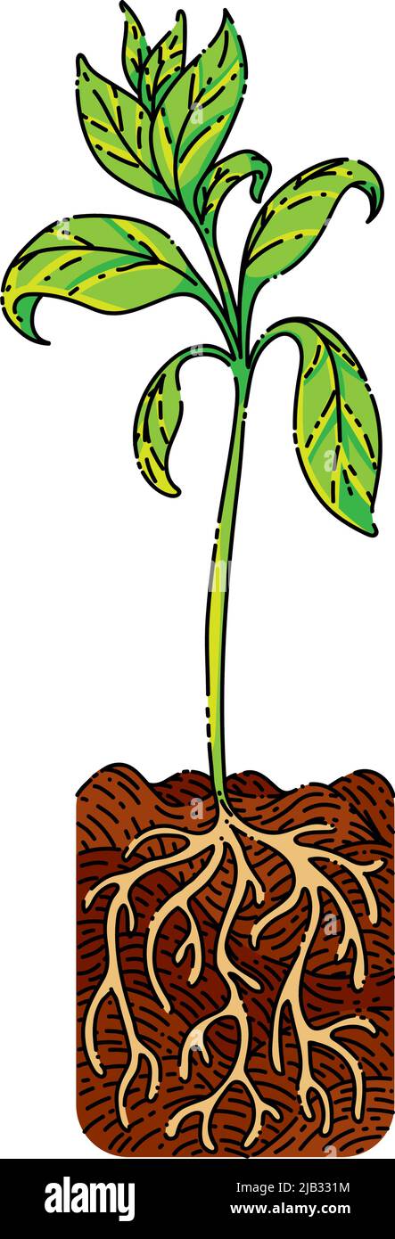 mature plant sketch hand drawn vector Stock Vector Image & Art - Alamy