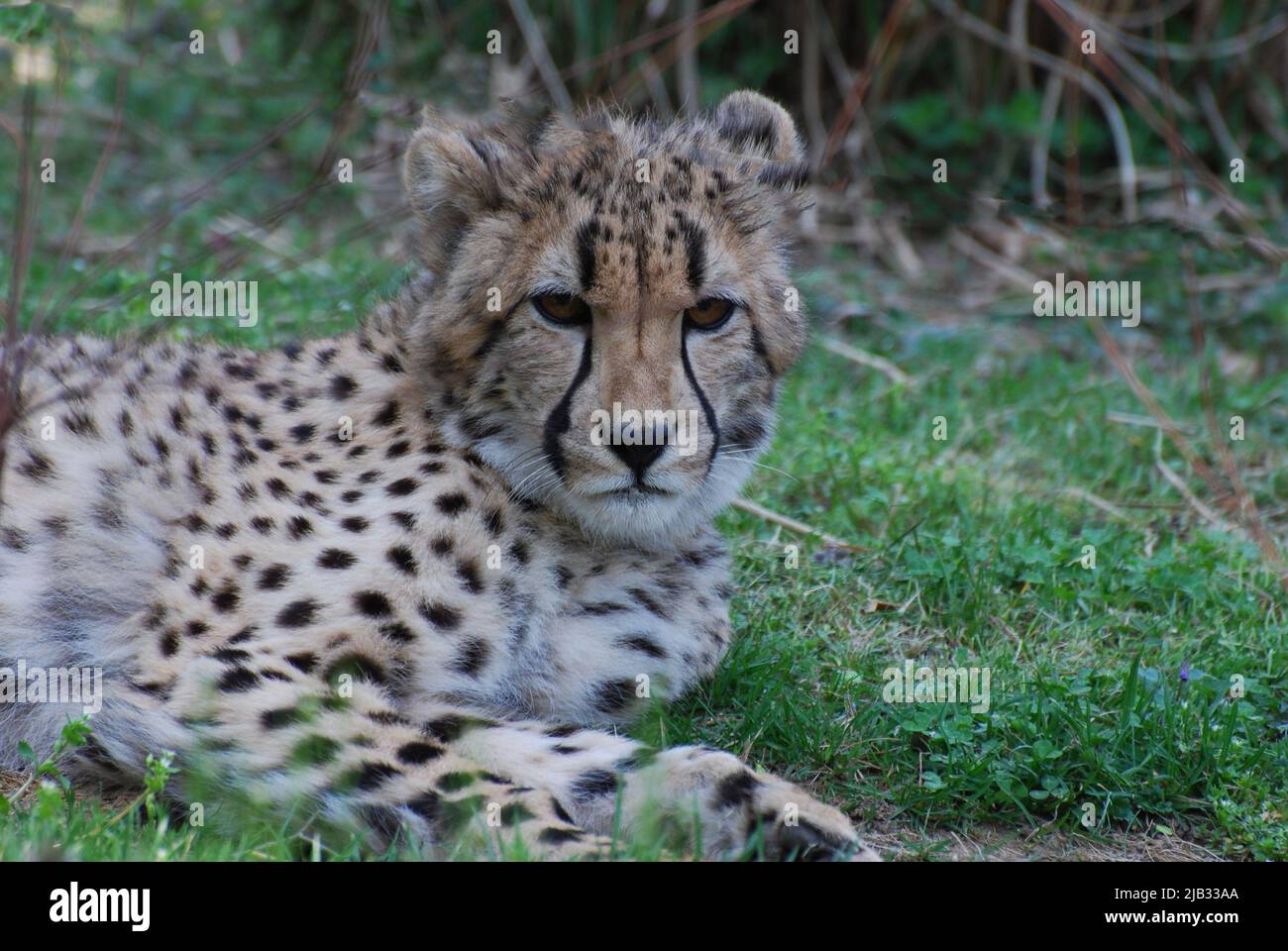 Very impressive dark markings on the face of a cheetah in the sun Stock ...