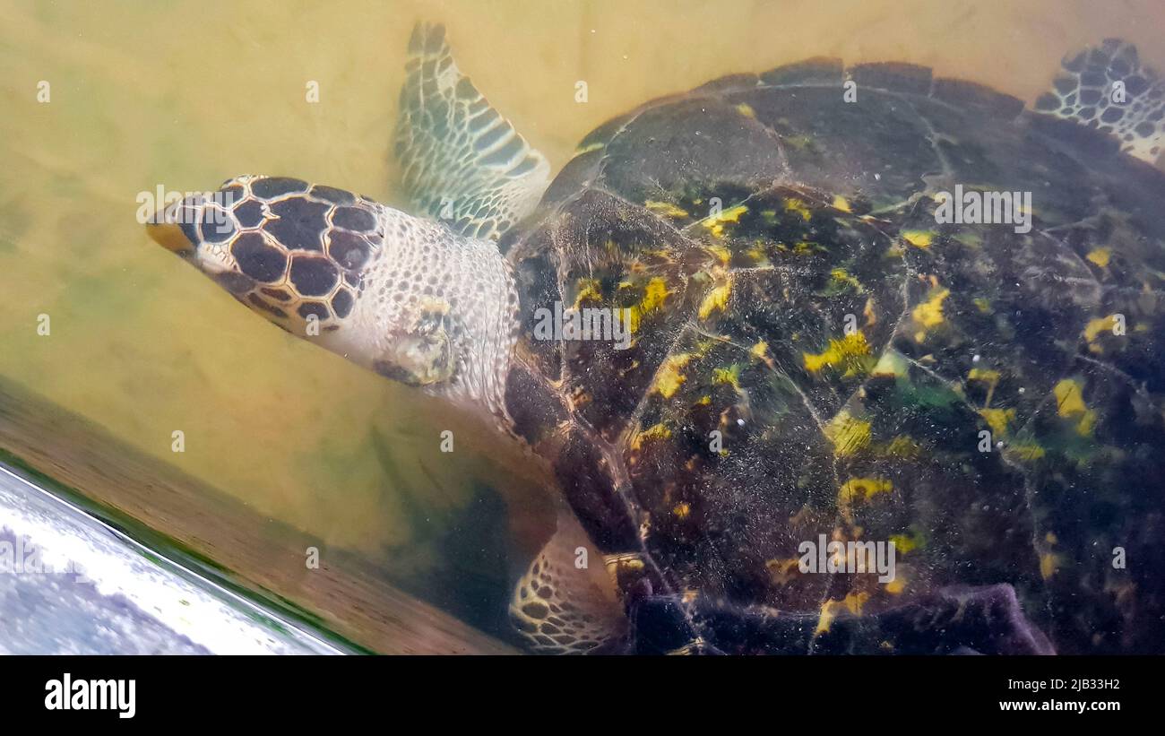 Green sea turtle hawksbill sea turtle loggerhead sea turtle swims in ...