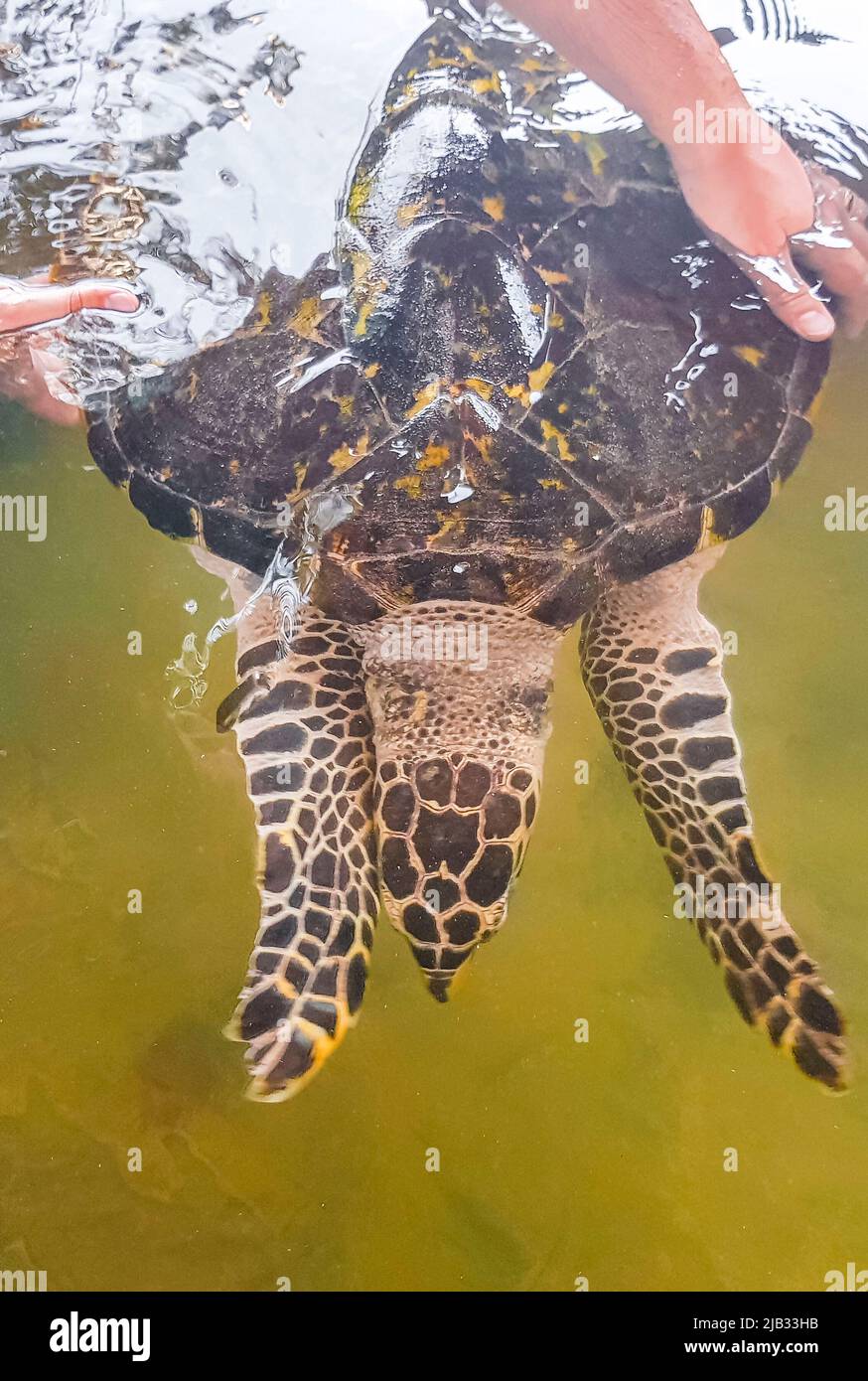 Green sea turtle hawksbill sea turtle loggerhead sea turtle swims in ...