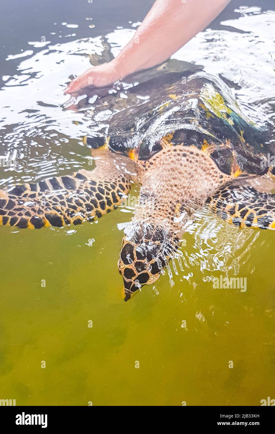Man holds green sea turtle hawksbill sea turtle loggerhead sea turtle ...