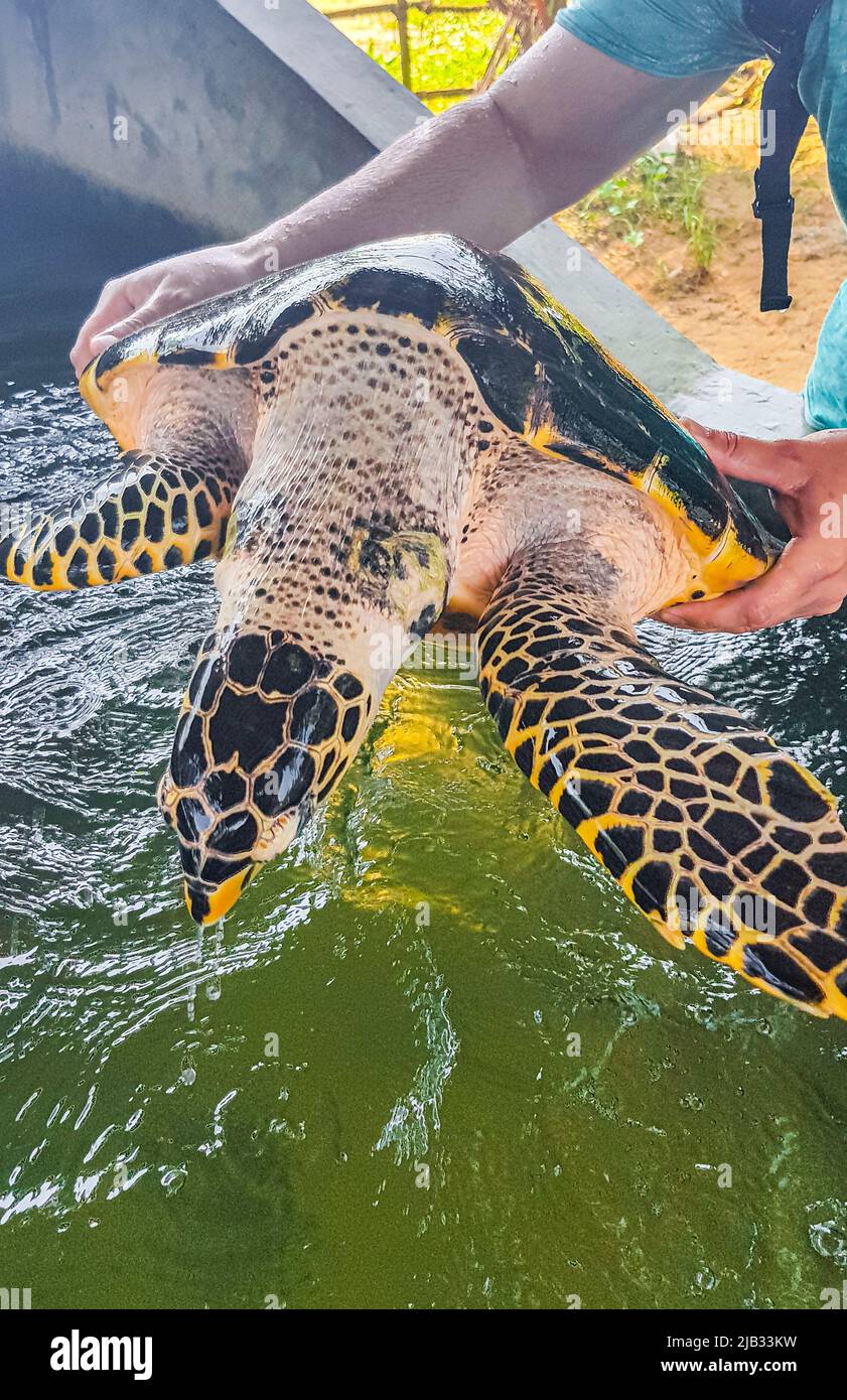 Man holds green sea turtle hawksbill sea turtle loggerhead sea turtle ...