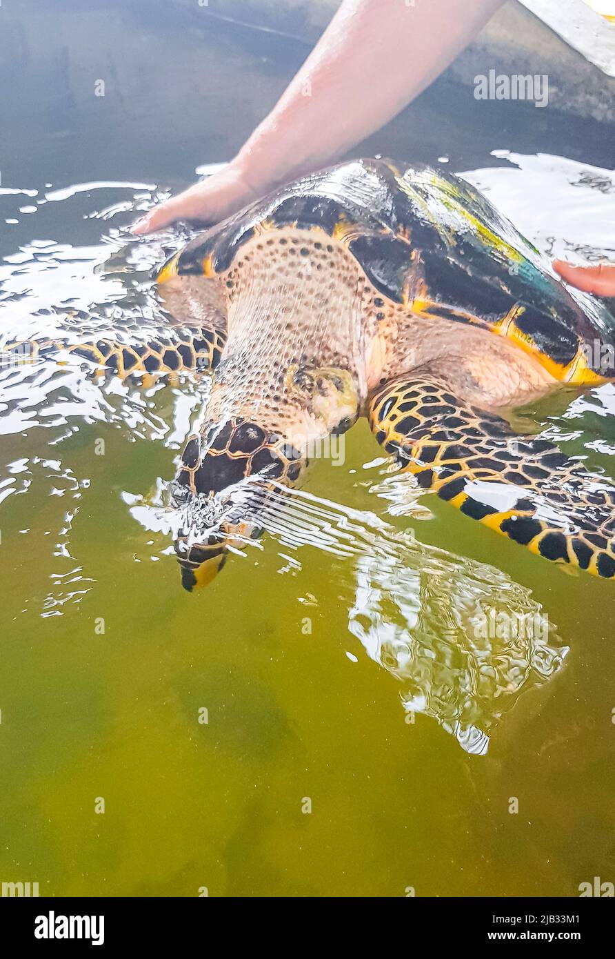 Man holds green sea turtle hawksbill sea turtle loggerhead sea turtle ...