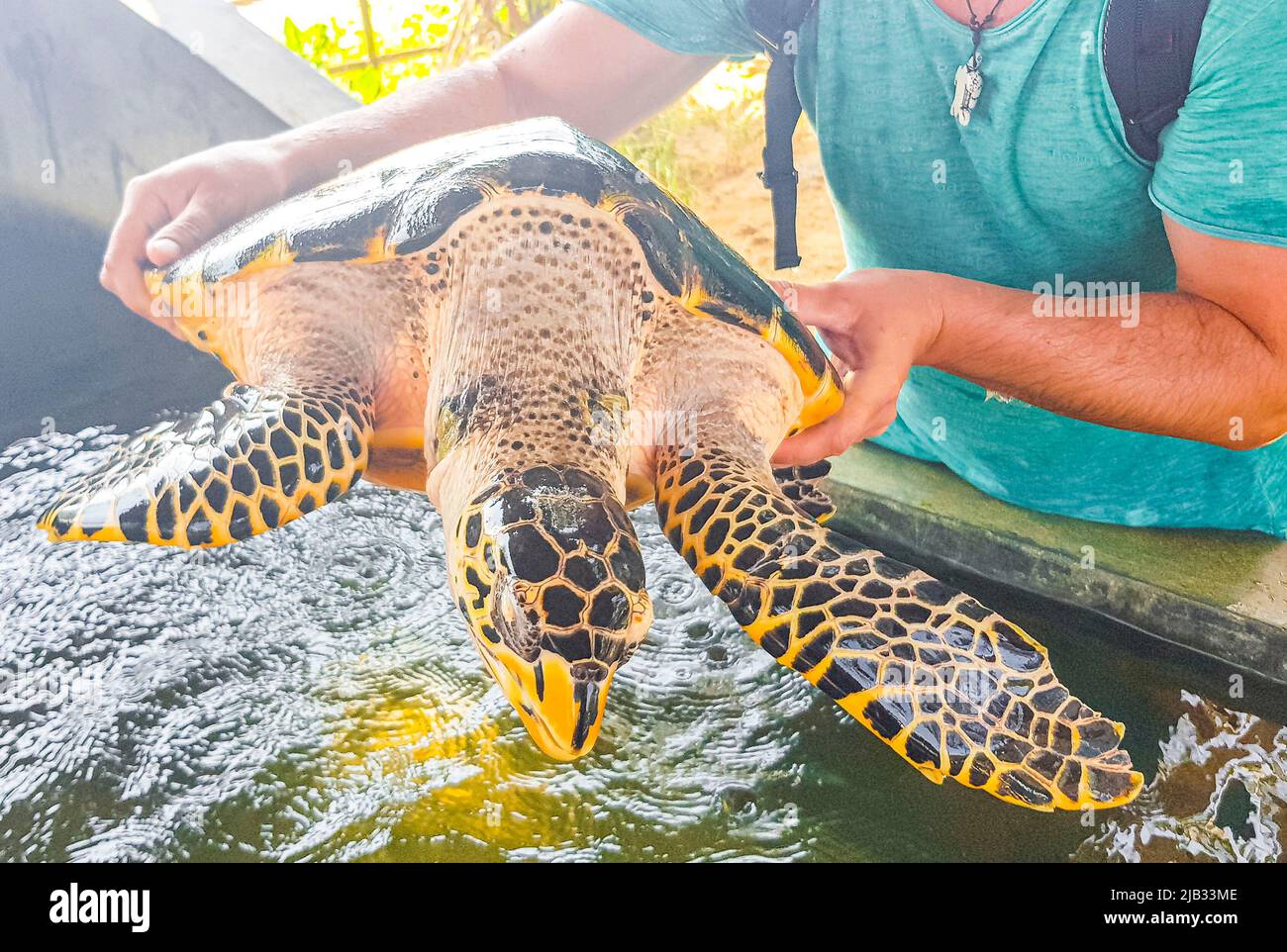 Man holds green sea turtle hawksbill sea turtle loggerhead sea turtle ...