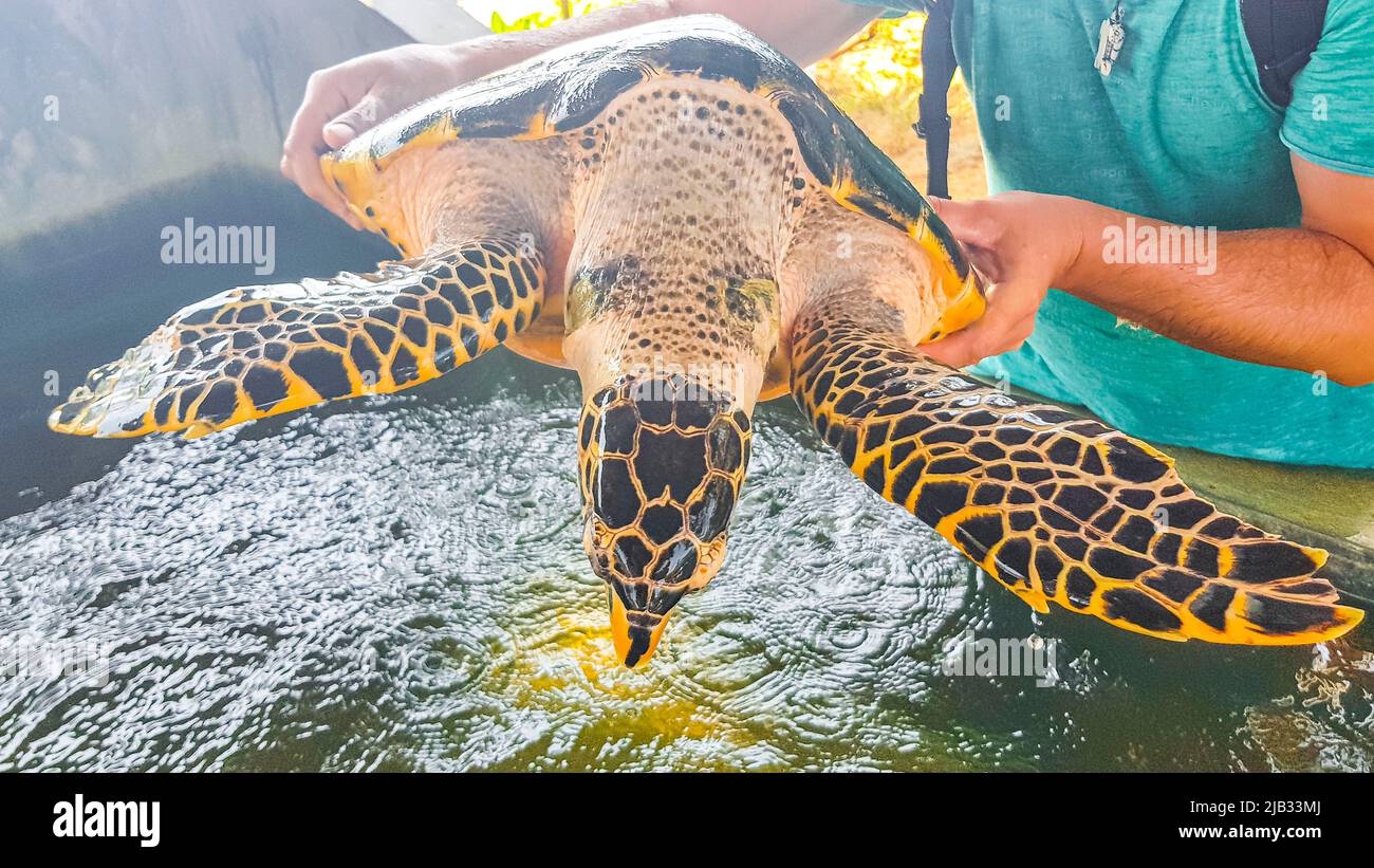 Man holds green sea turtle hawksbill sea turtle loggerhead sea turtle ...