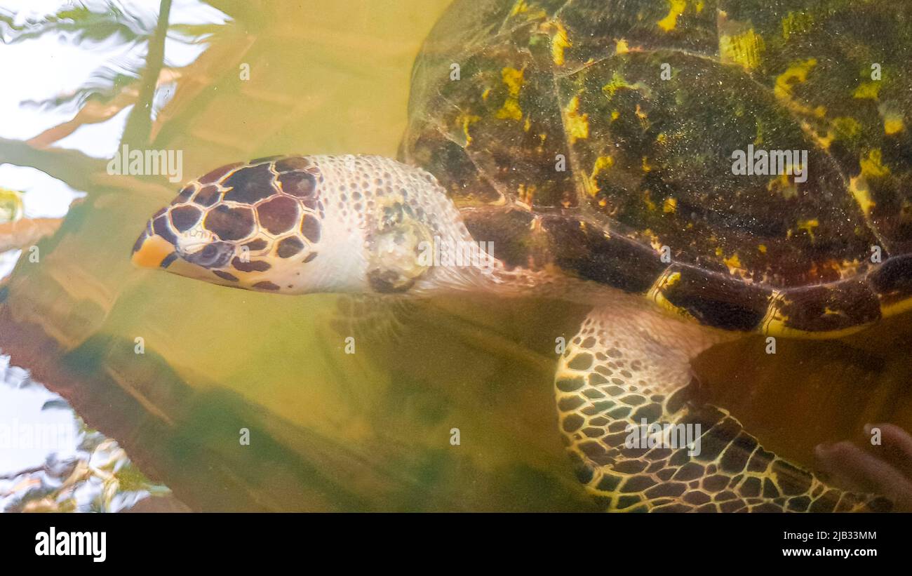 Green sea turtle hawksbill sea turtle loggerhead sea turtle swims in ...